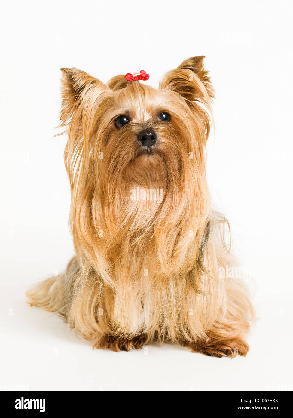 Yorkshire portrait on white background and looking up Stock Photo - Alamy