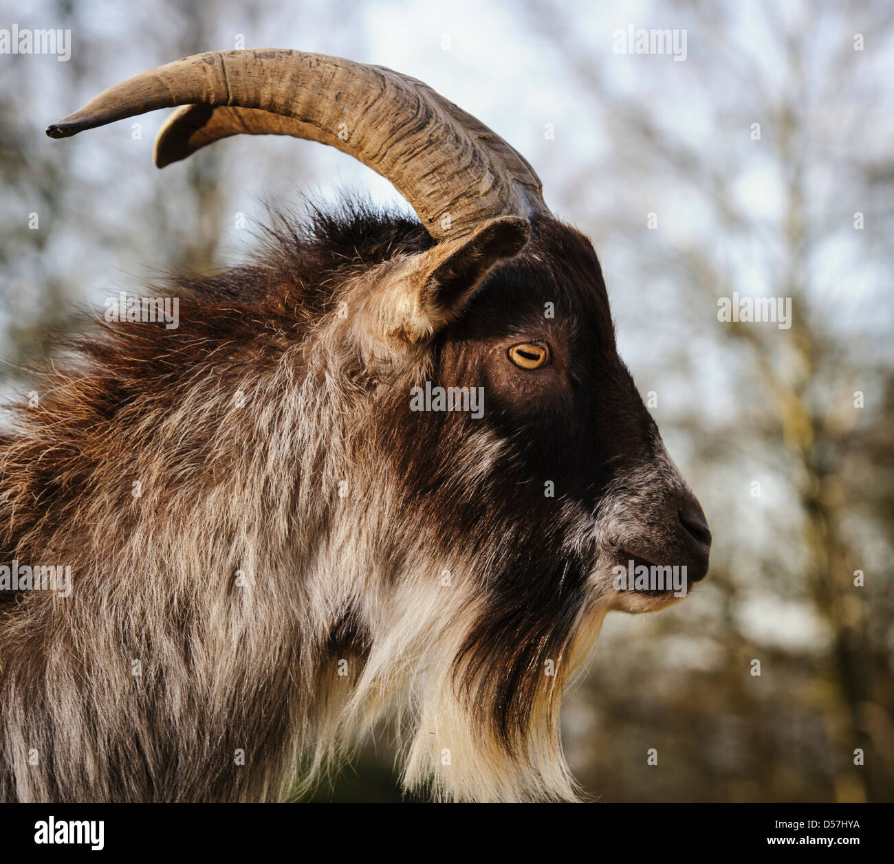 Male African Pygmy Goat on a small holding in South Lanarkshire ...