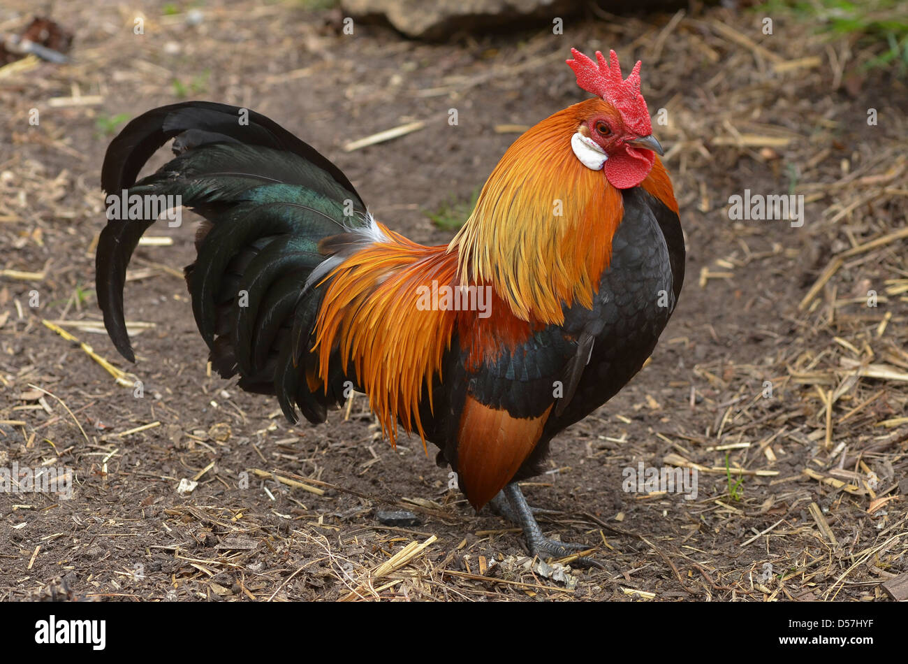 Gold Dutch bantam cockerel standing in a garden Stock Photo - Alamy