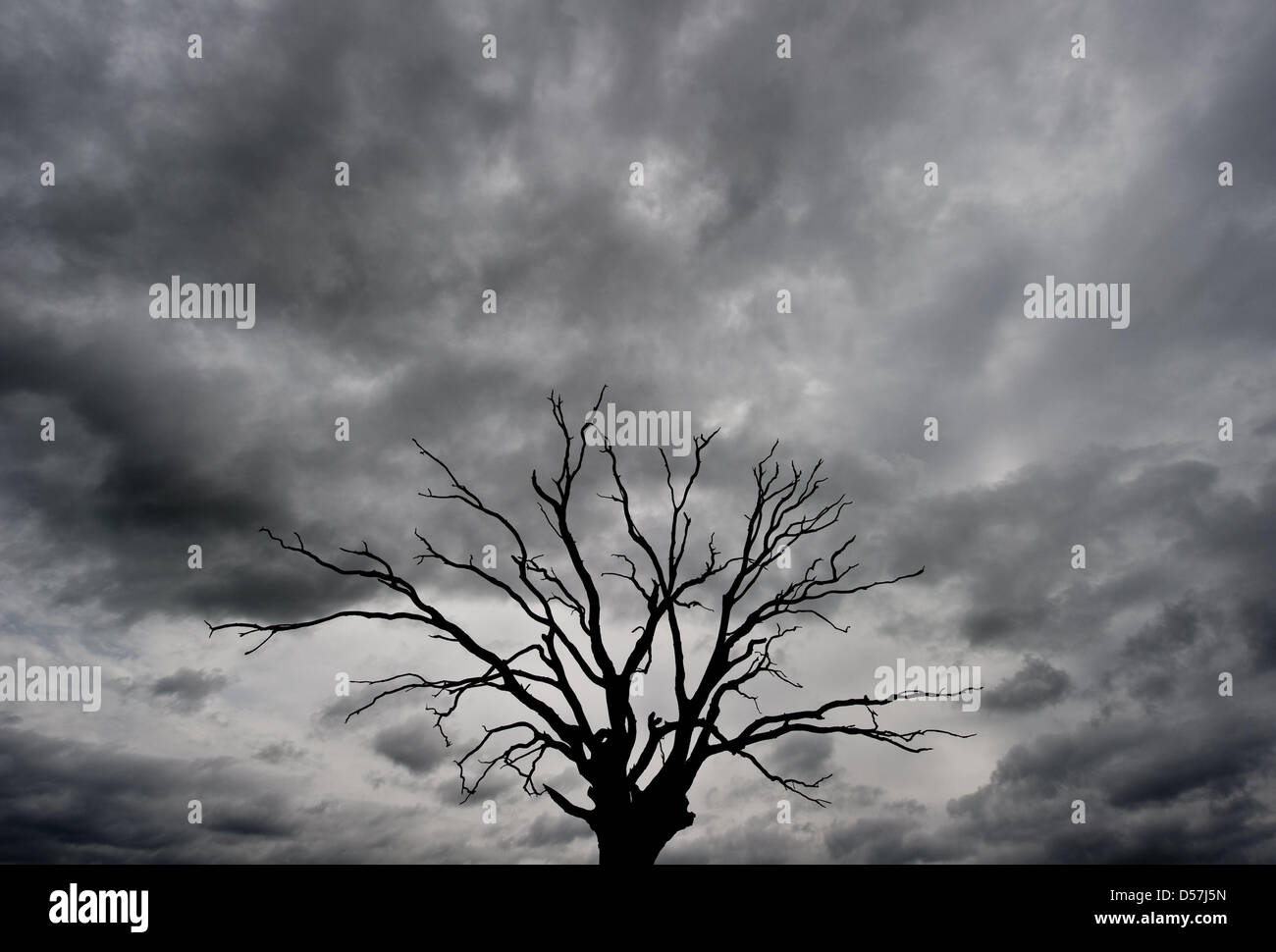 Dark rain clouds pictured over a dead tree near Muencheberg, Germany ...