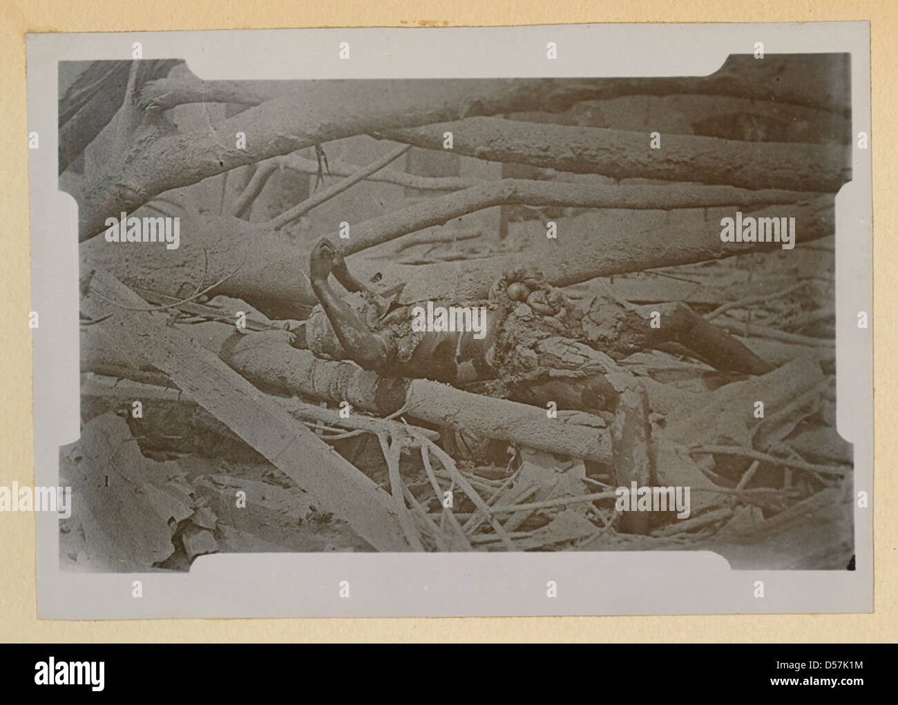 This image depicts the aftermath of the 1902 eruption of Mount Pelee on ...