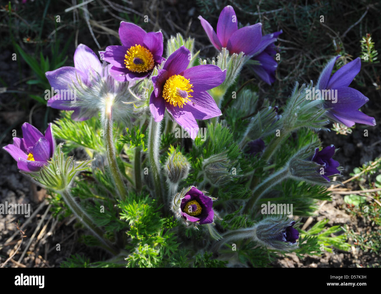 A common pasque flower blooms in the Asian 'Gardens of the World' in ...