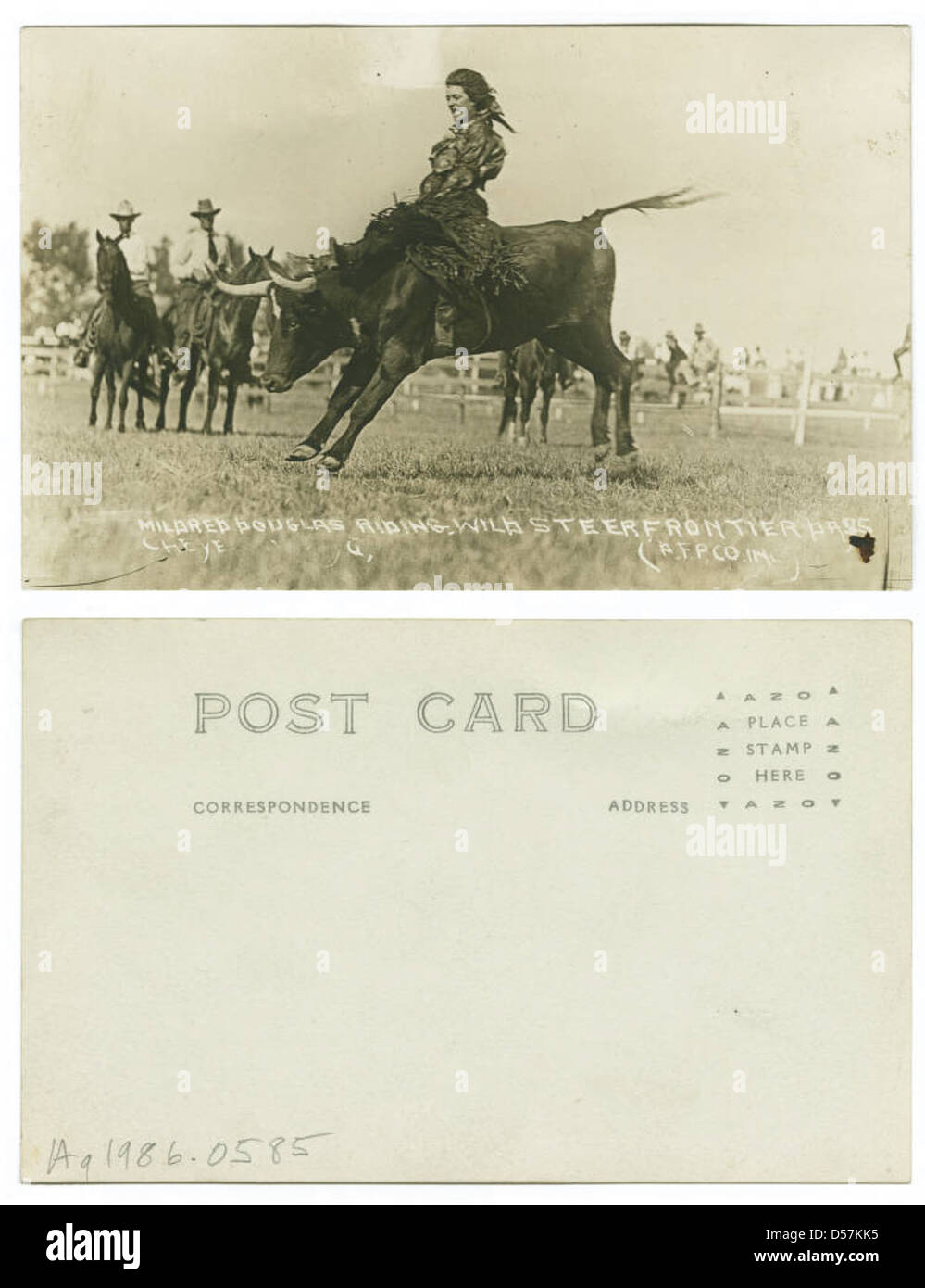 A historic photograph of Mildred Douglas, a U.S. cowgirl, riding a wild ...