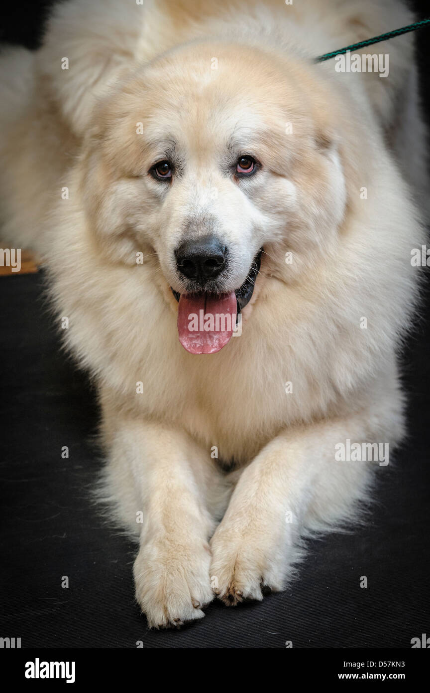portrait of a Pyrenean Mountain Dog Stock Photo - Alamy