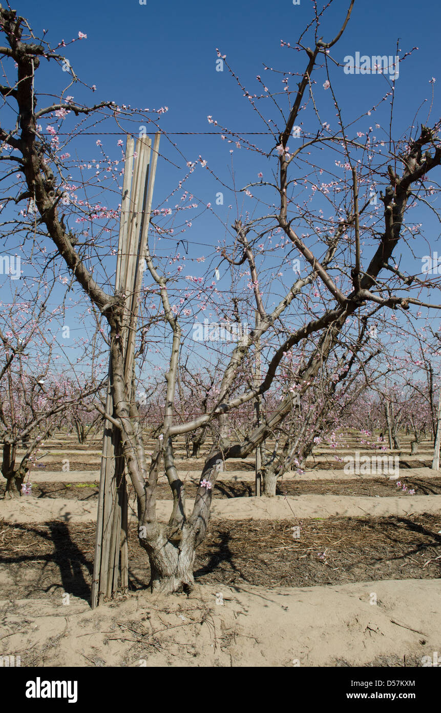 Peach trees with stakes and wires, ready for a new crop Stock Photo - Alamy