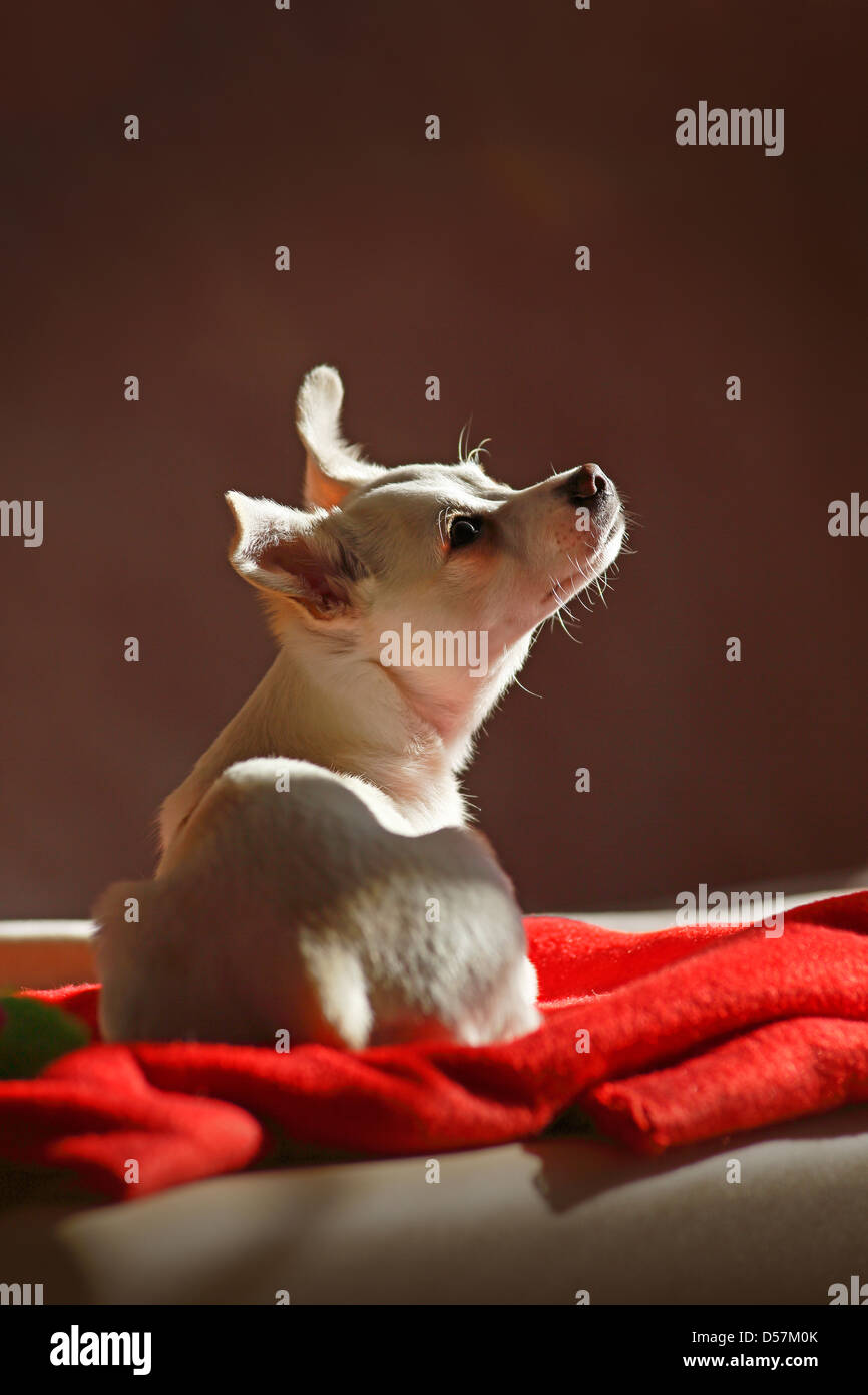 Baby chihuahua hi-res stock photography and images - Alamy