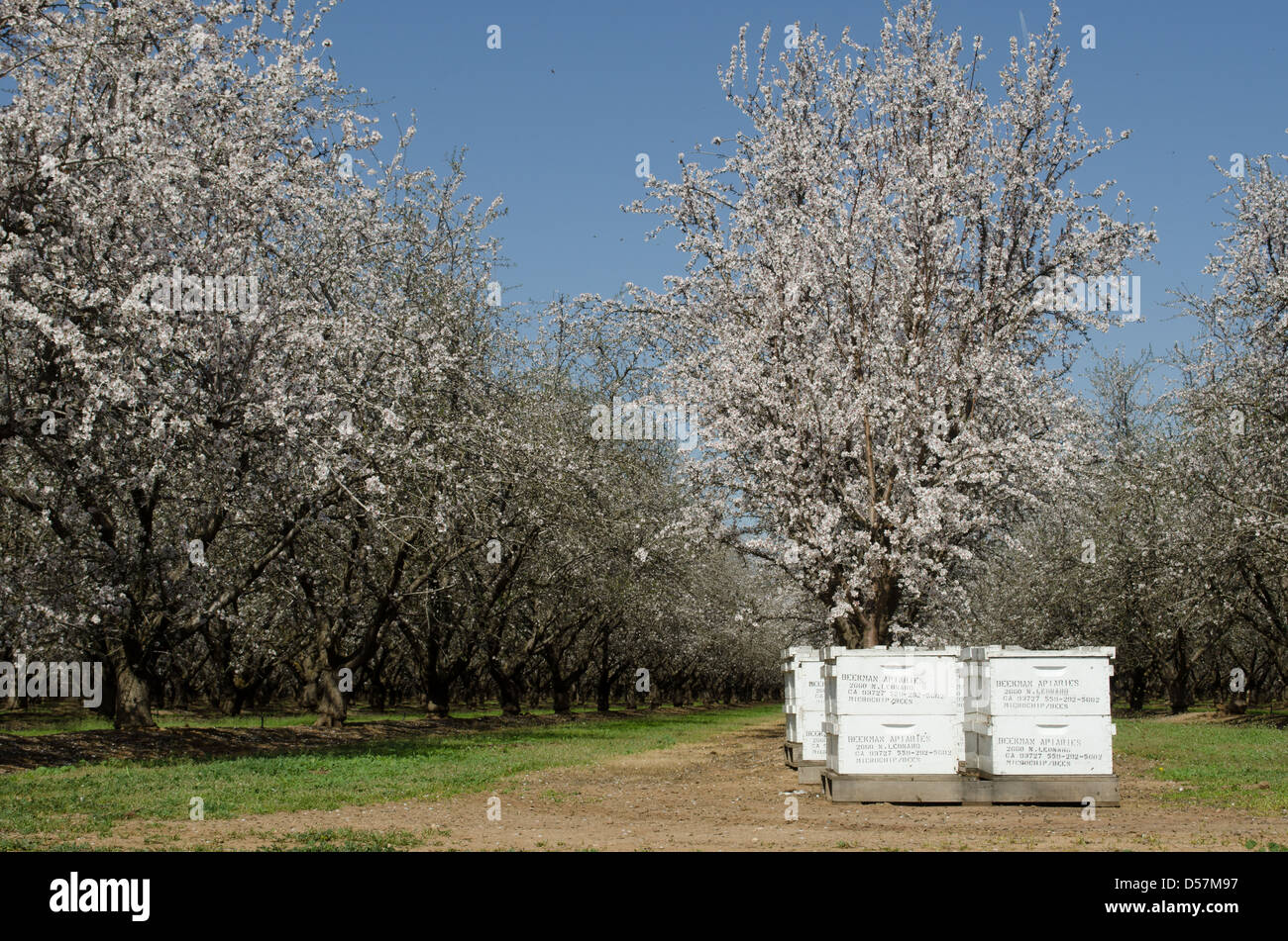 Bee Hives In Orchard High Resolution Stock Photography and Images - Alamy