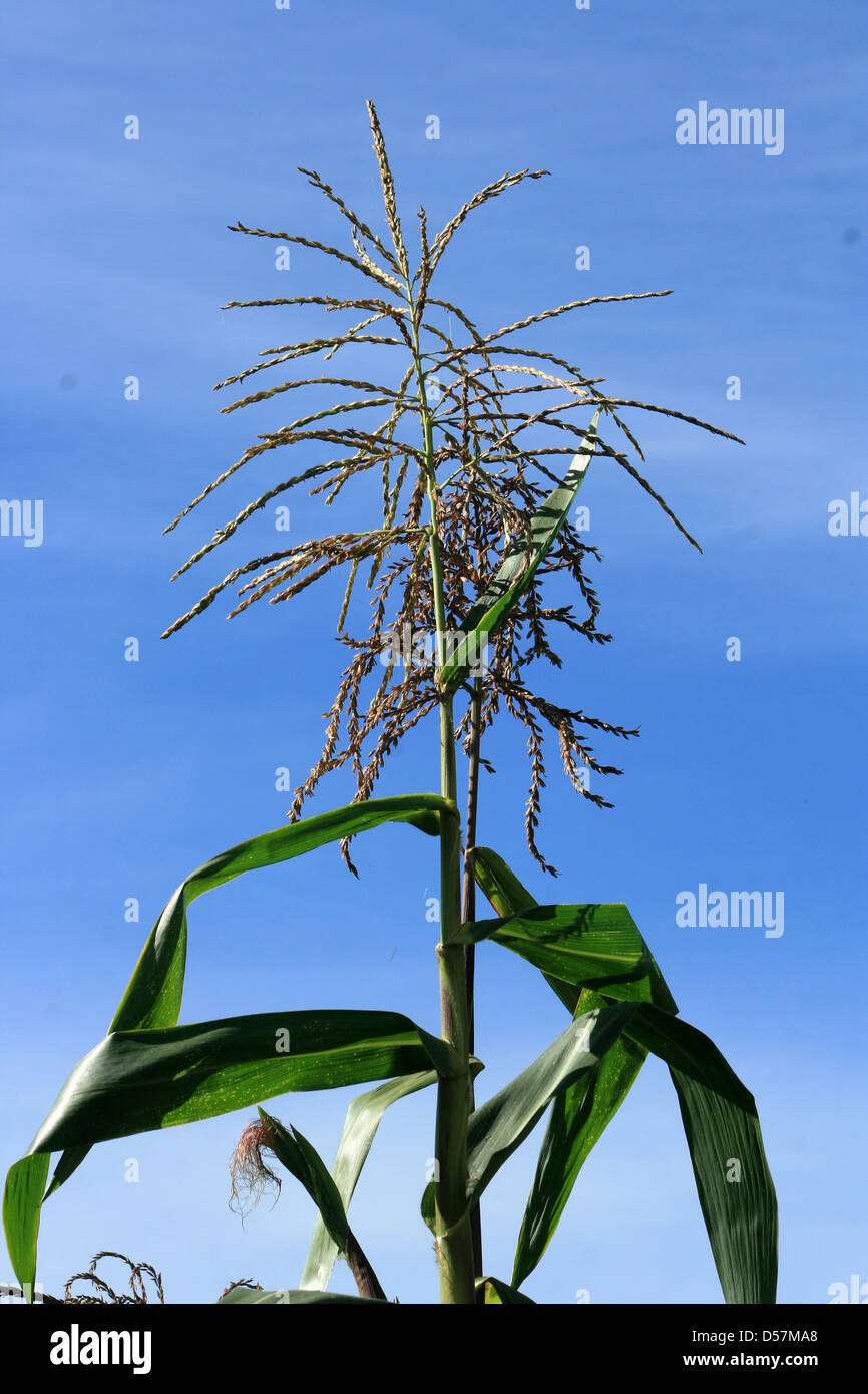 A corn stalk growing in a farmers field in Cotacachi, Ecuador Stock ...