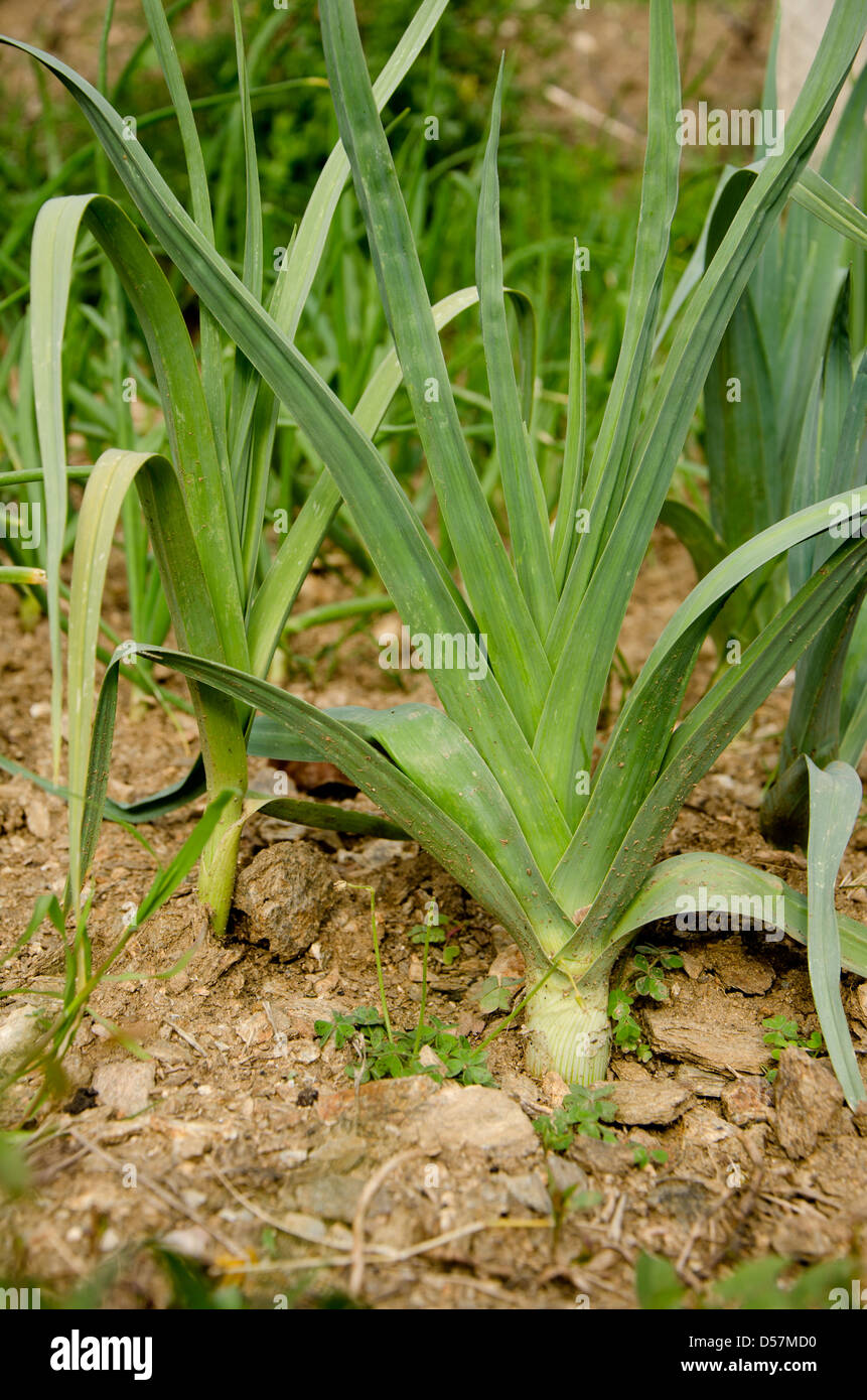 Leek soil hi-res stock photography and images - Alamy