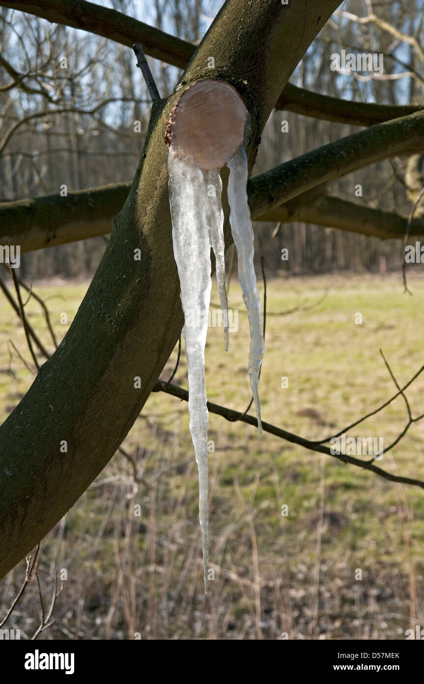 Sap tree hi-res stock photography and images - Alamy