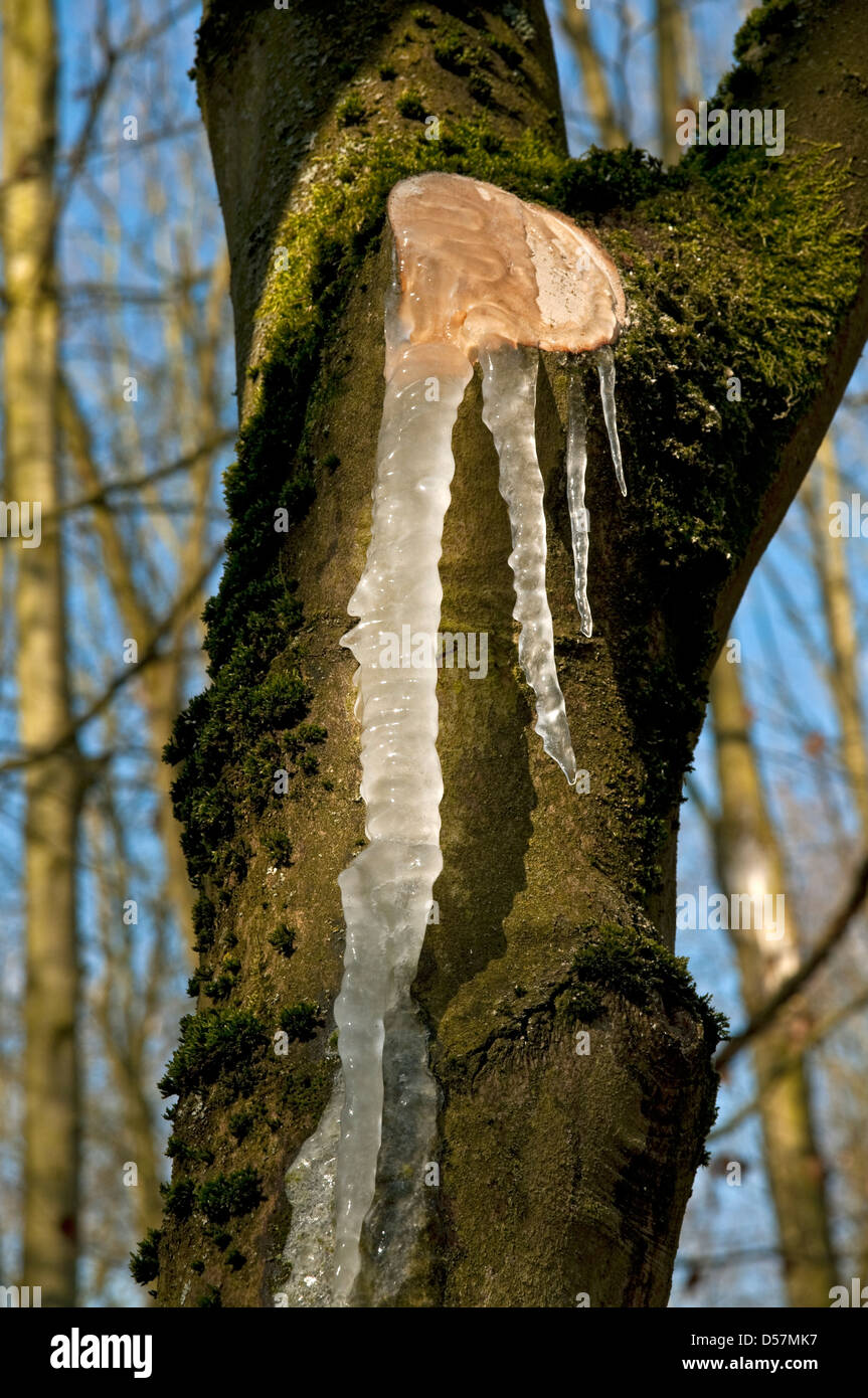Sap tree hi-res stock photography and images - Alamy