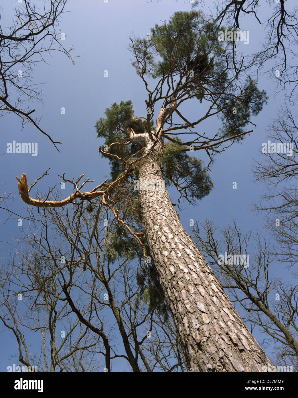 Pine trees after a storm Stock Photo - Alamy