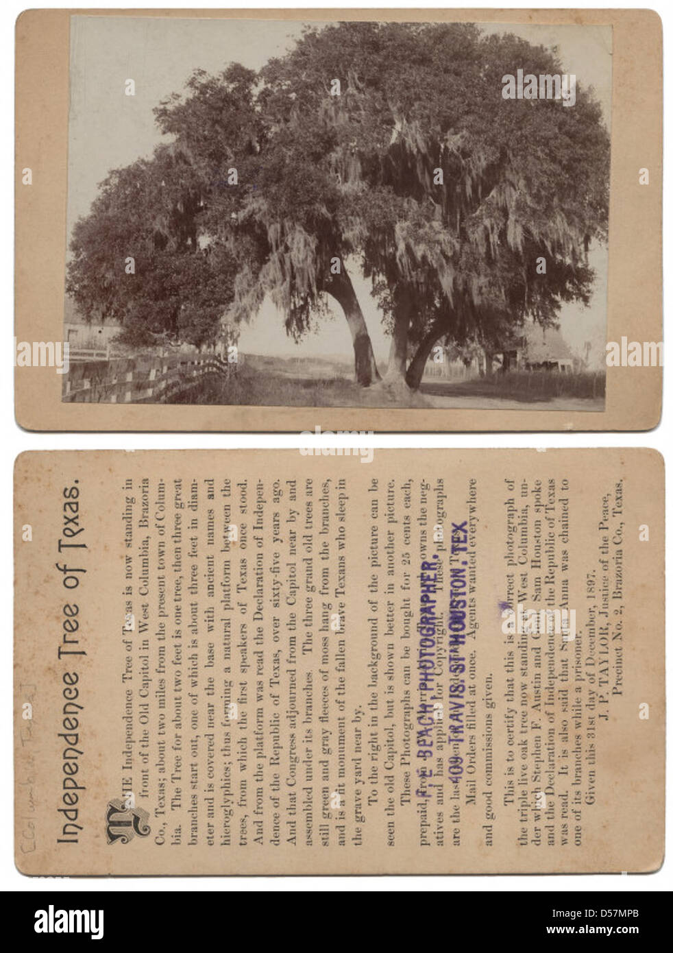 A photograph of the Independence Tree of Texas, a significant ...