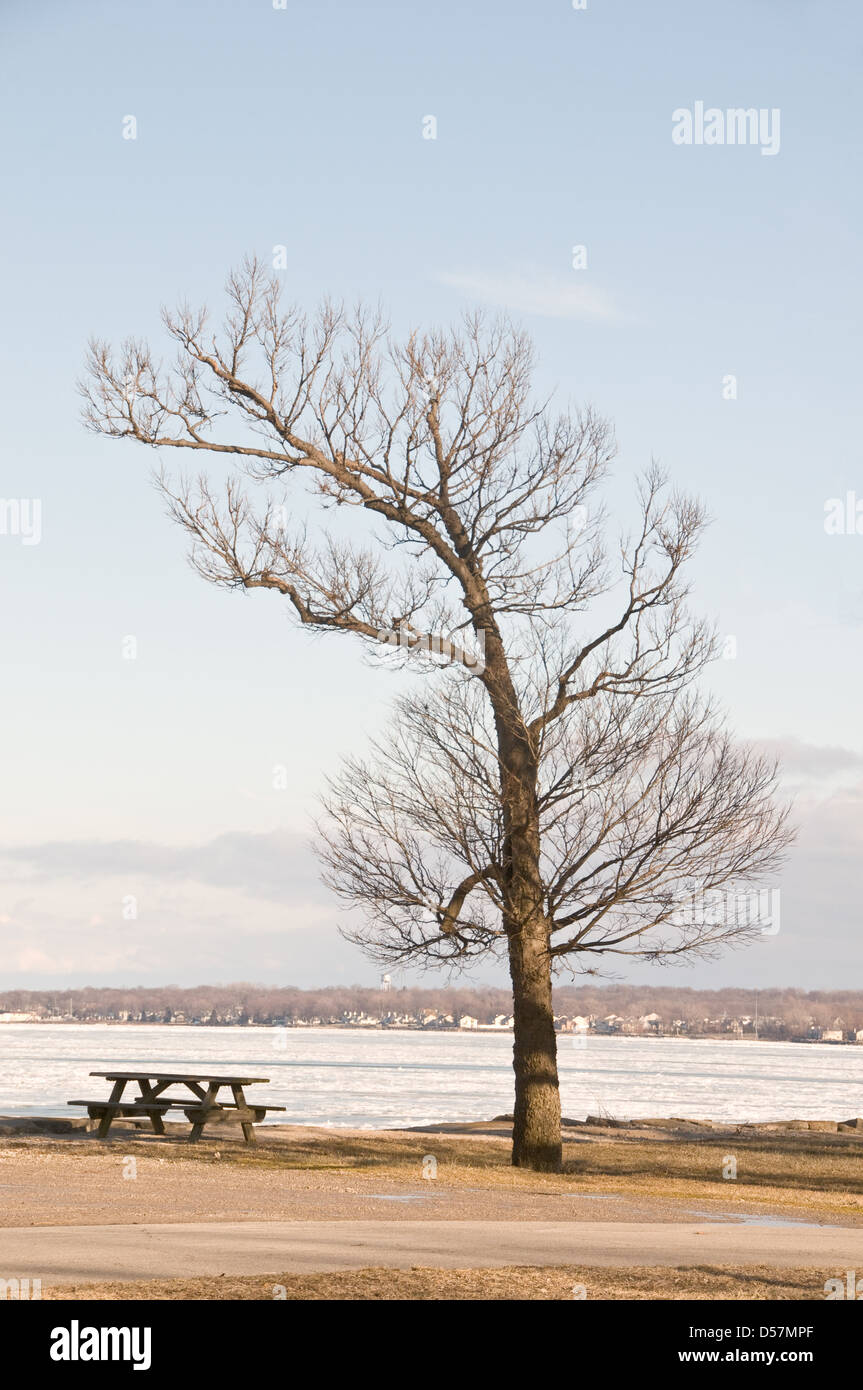 Shoreline tree hi-res stock photography and images - Alamy