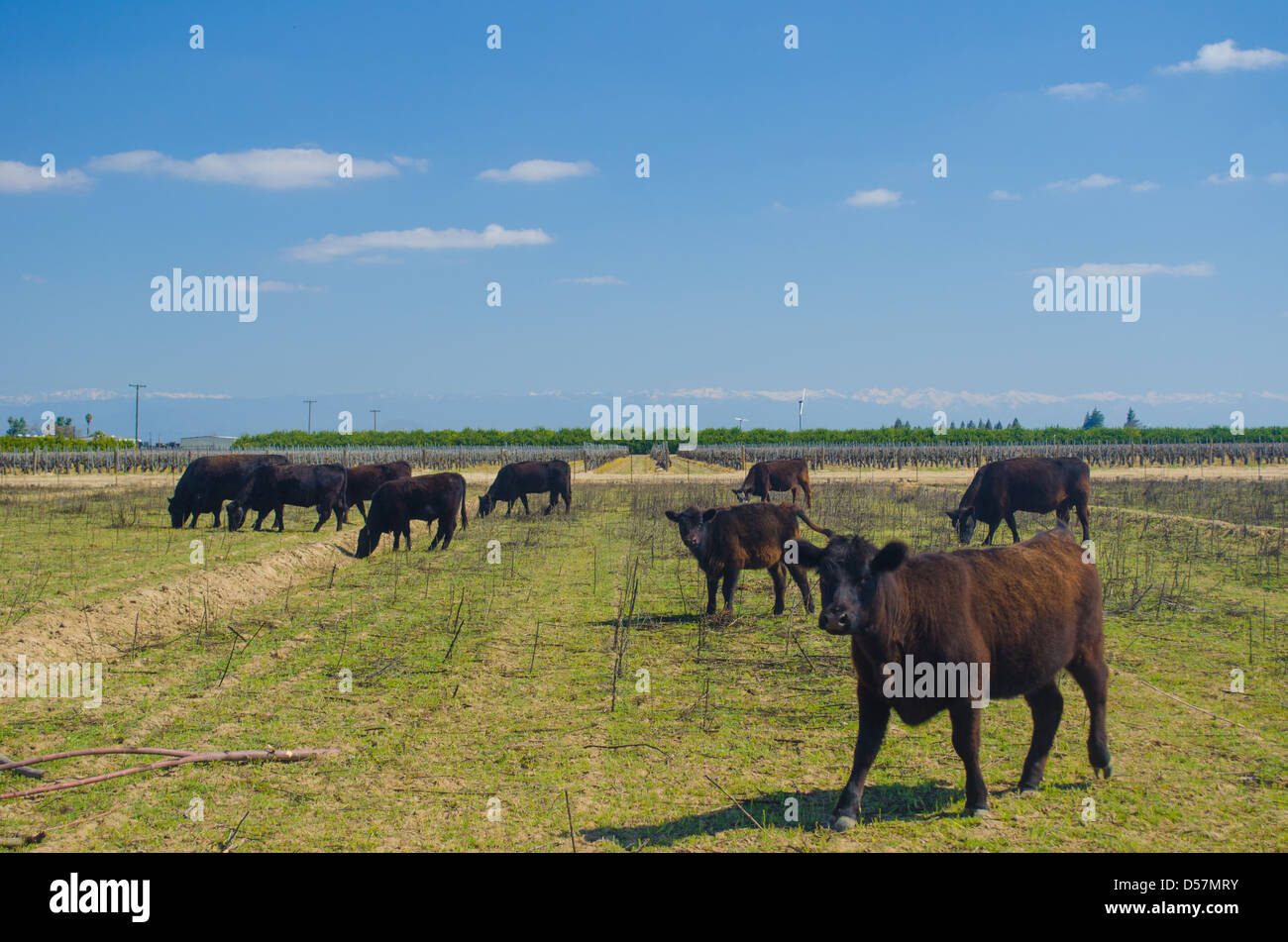 Angus beef cows hi-res stock photography and images - Alamy