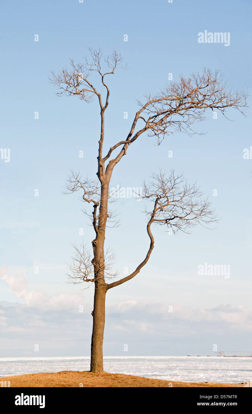 Single lake tree hi-res stock photography and images - Alamy