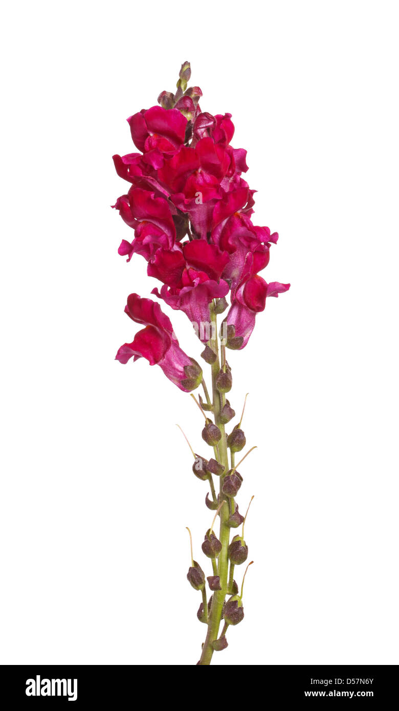Snapdragon Flower Dead