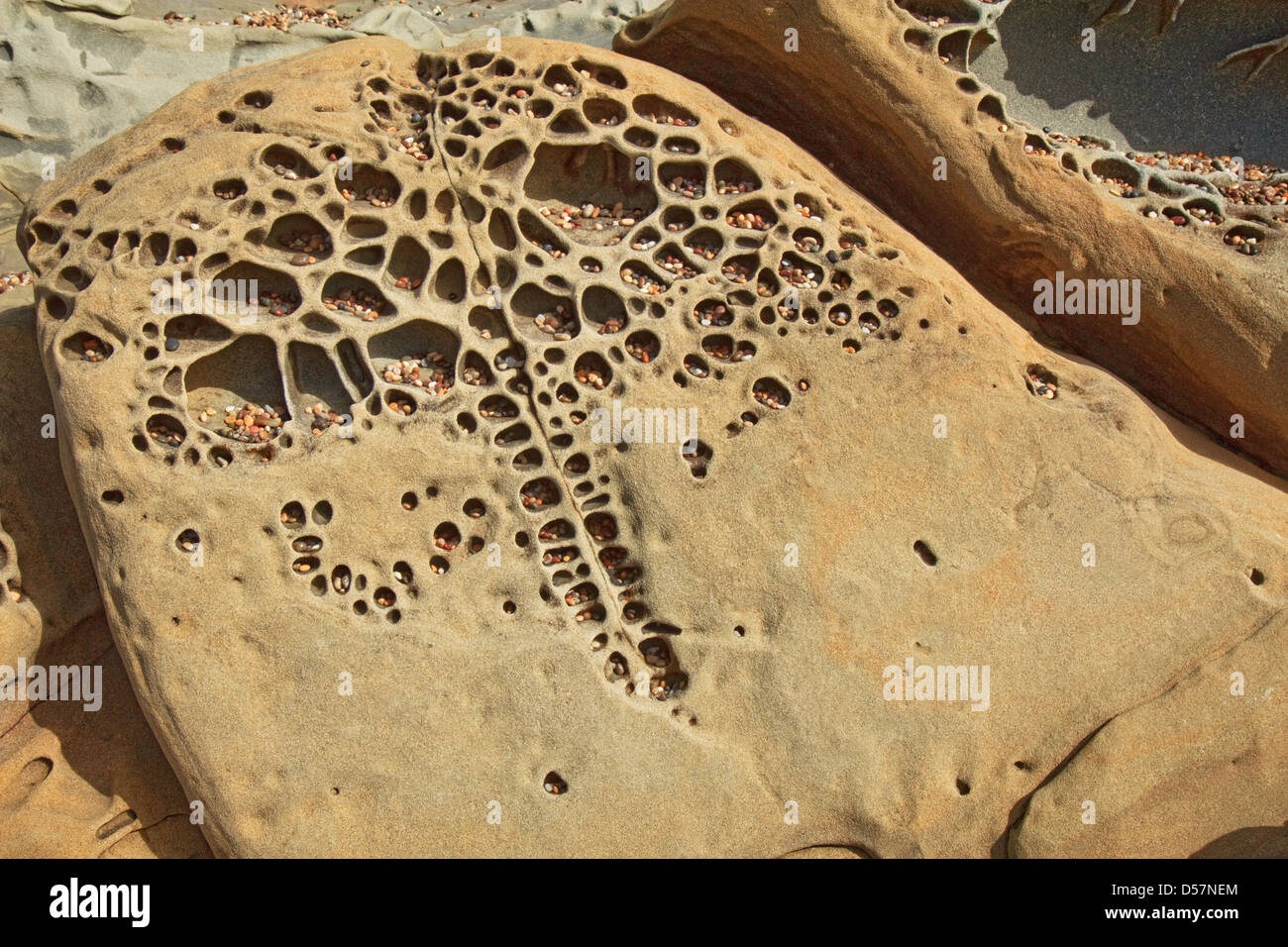 Pebble beach tafoni formations at Bean Hollow State Beach in California ...