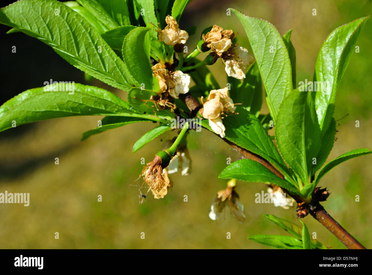 Aprium fruit tree hi-res stock photography and images - Alamy
