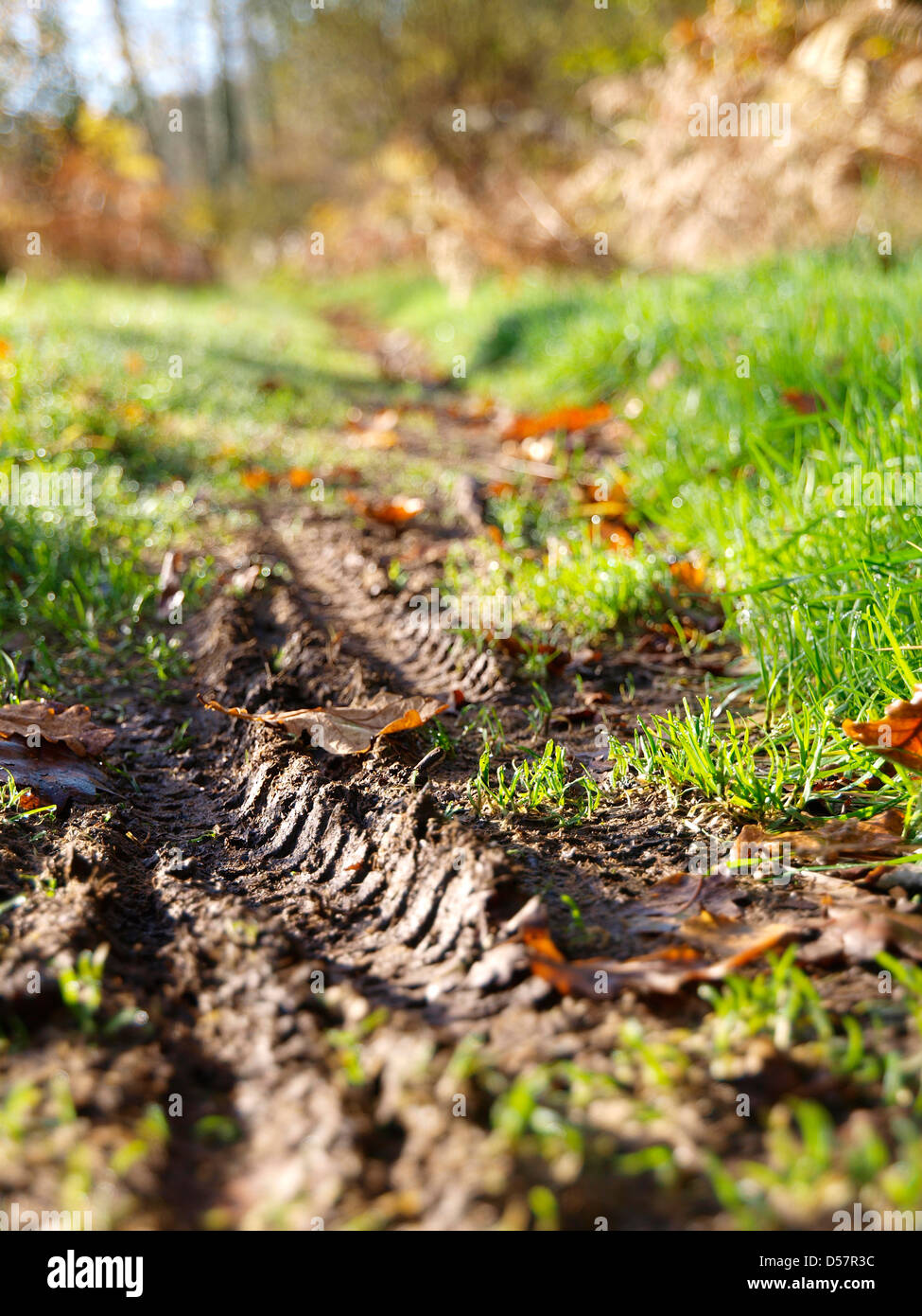 wheel tracks in the mud in a selective focus Stock Photo - Alamy