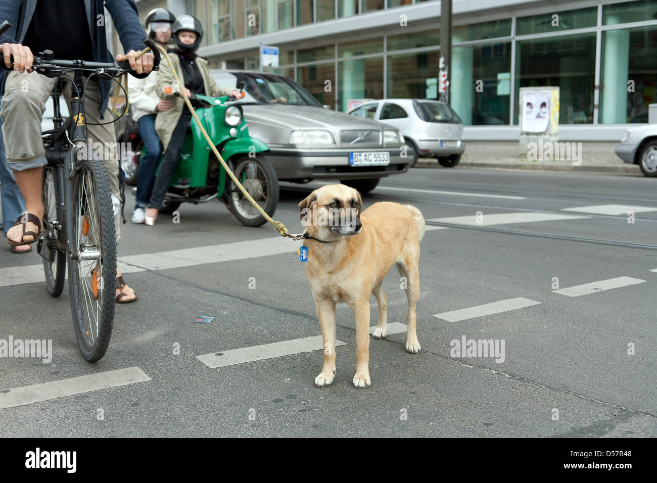 Dog waits hi-res stock photography and images - Alamy