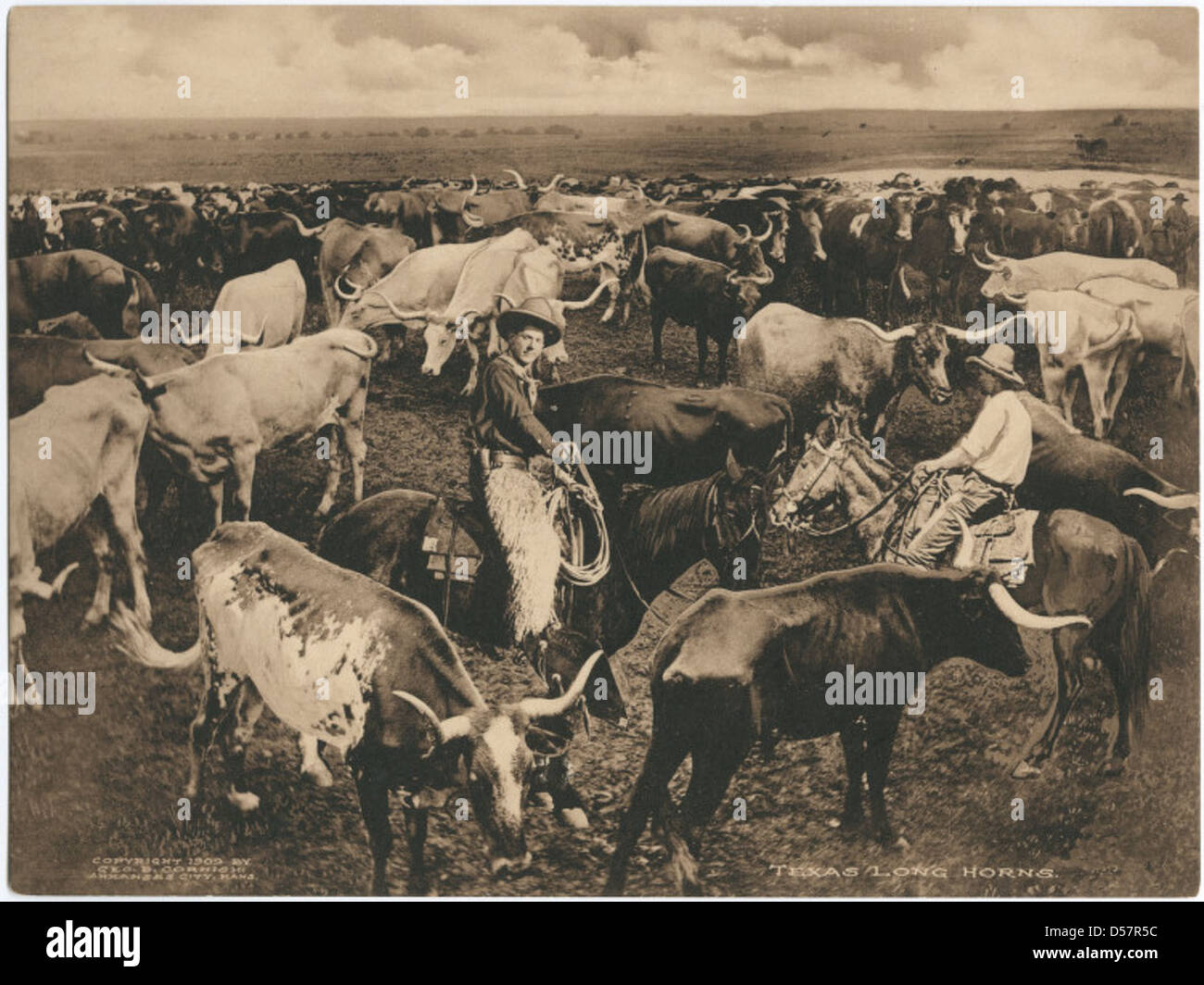 Texas Long Horns Stock Photo - Alamy