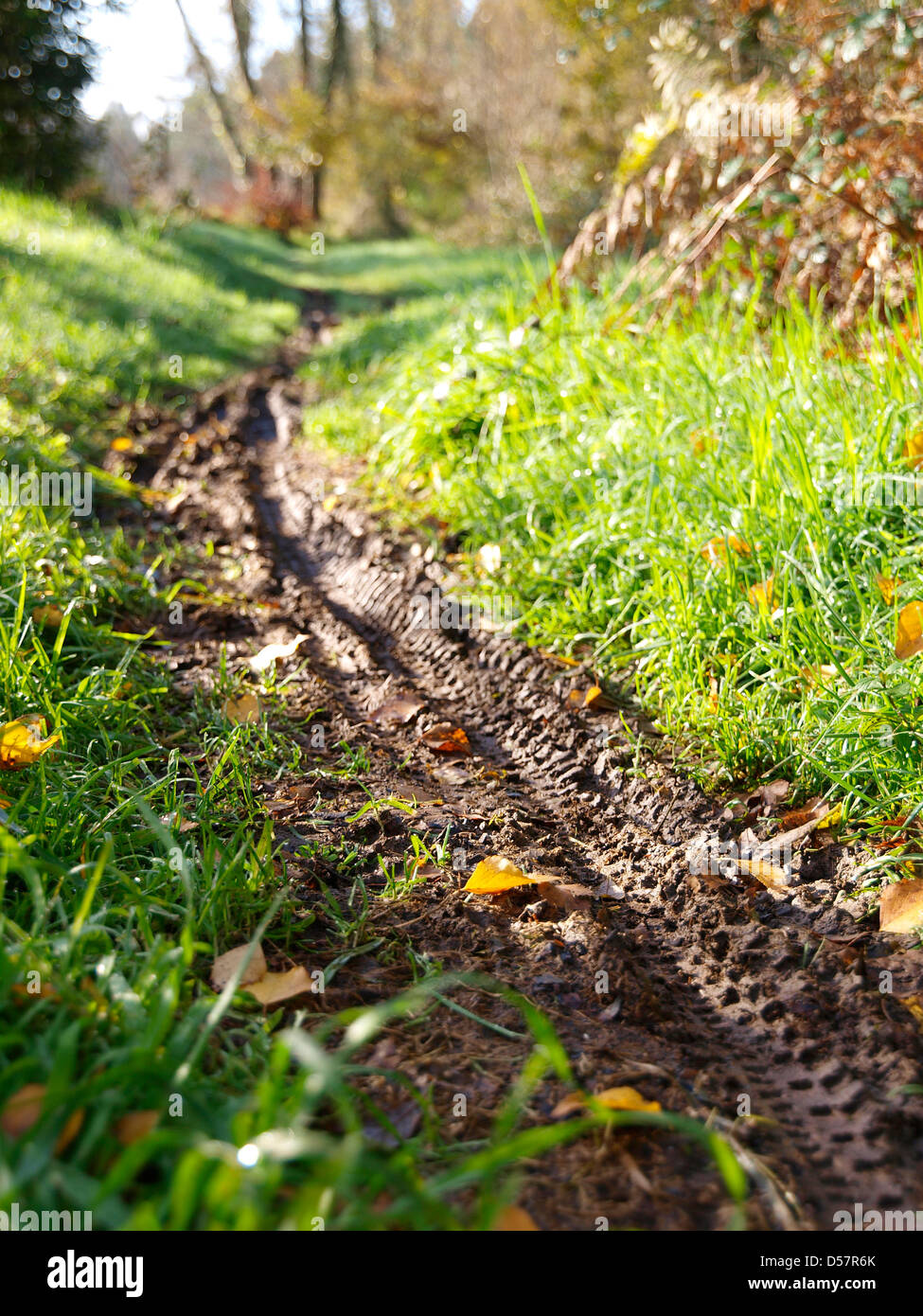 wheel tracks in a trail in the forest in a sunny morning Stock Photo ...