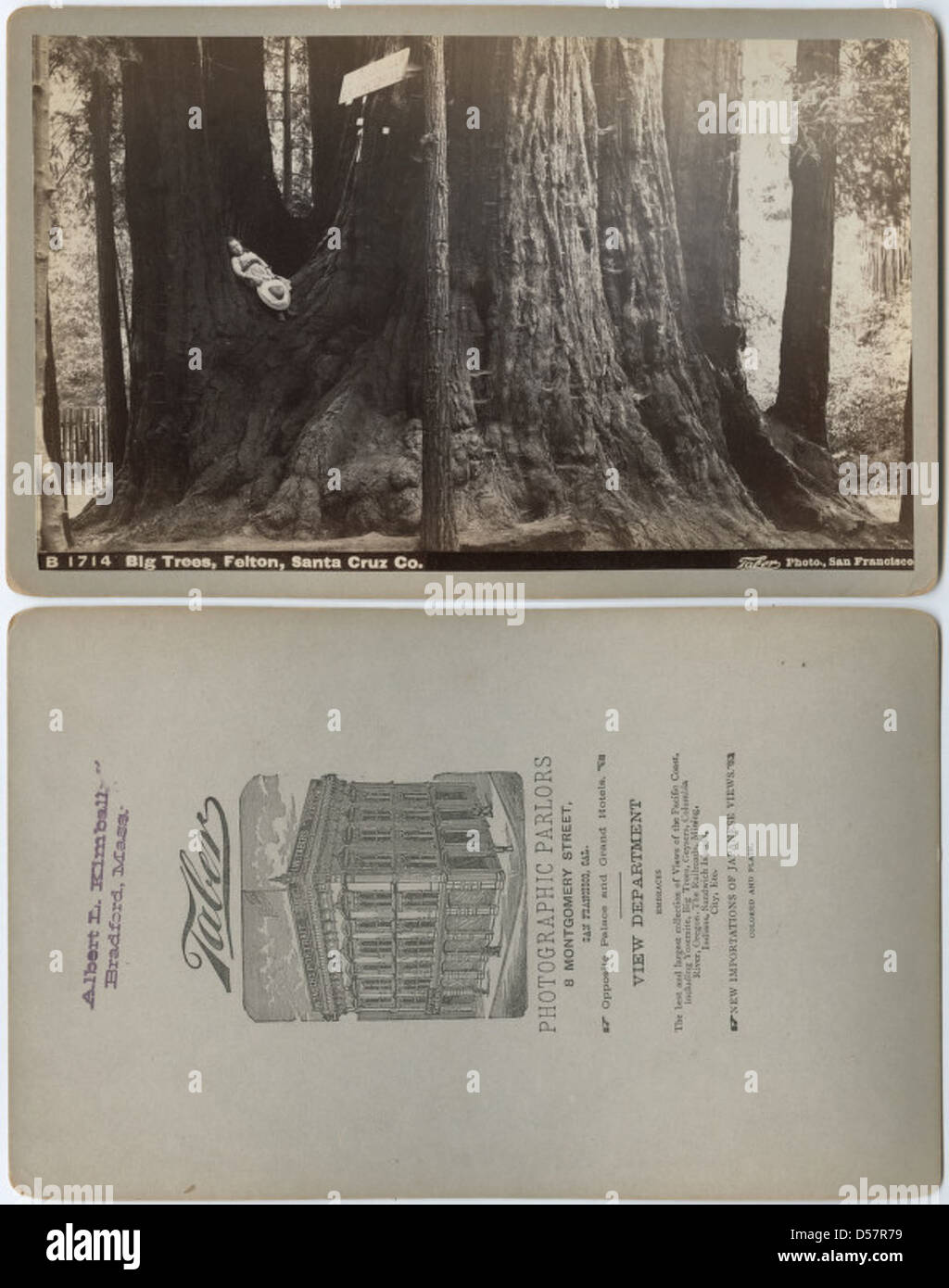 A photograph of the massive trees in Felton, Santa Cruz County ...