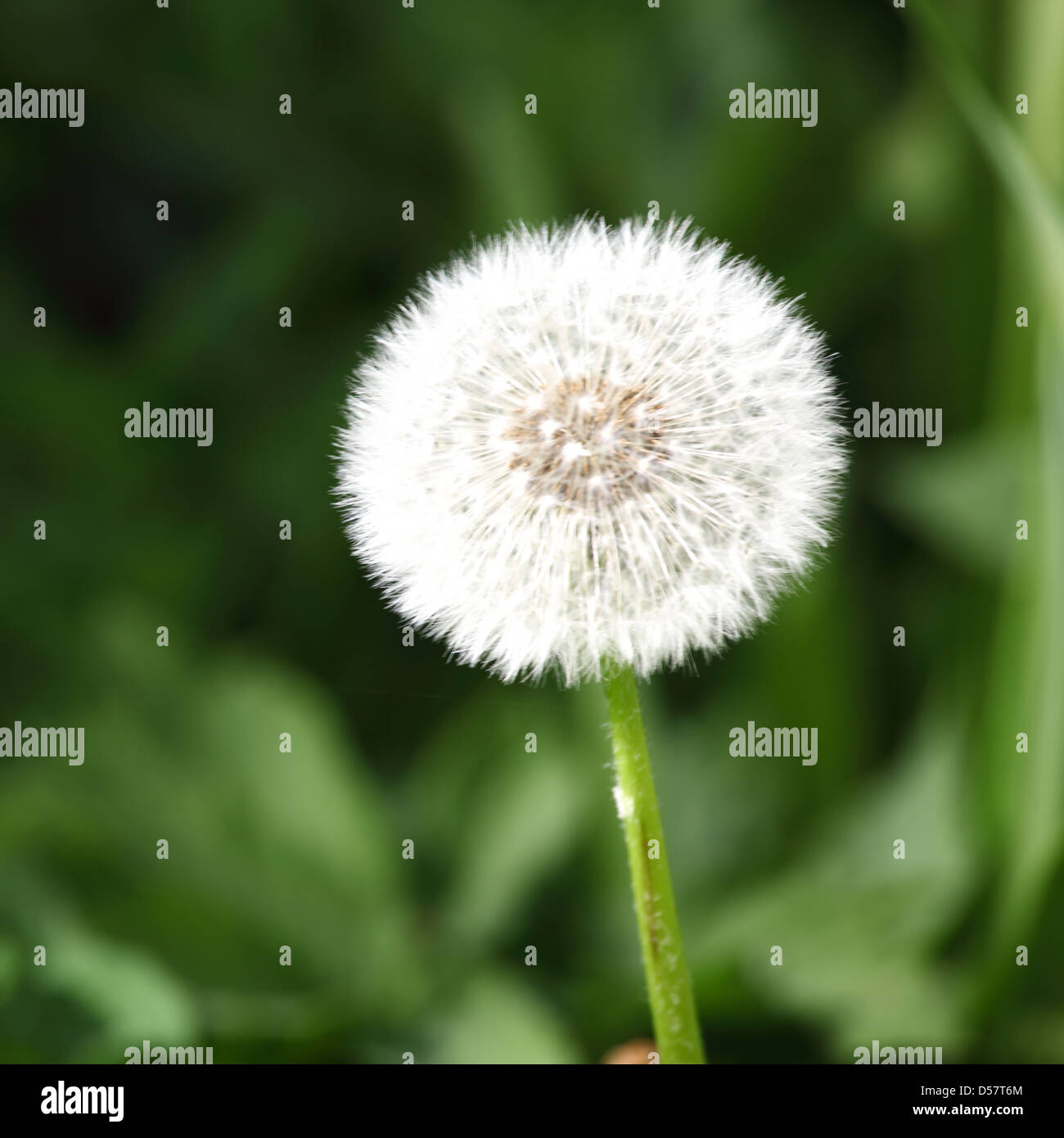 Radiant inflorescence hi-res stock photography and images - Alamy
