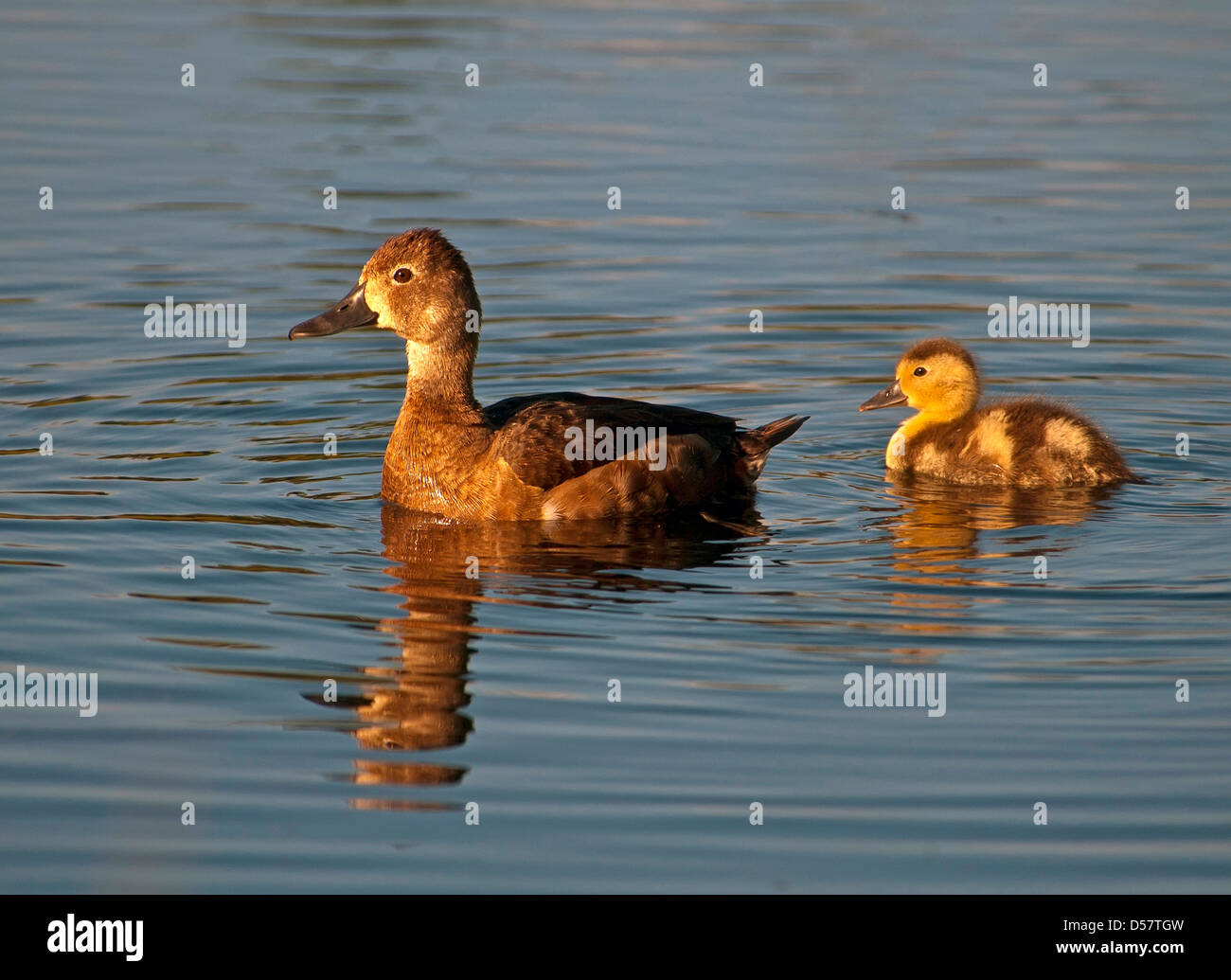 American Widgeon ,Baldpate, Anas americana,Female swimming with chick ...