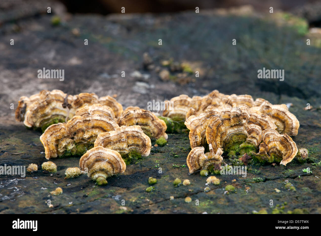 Turkey Tails Trametes versicolor fungal fruiting bodies on a dead tree ...