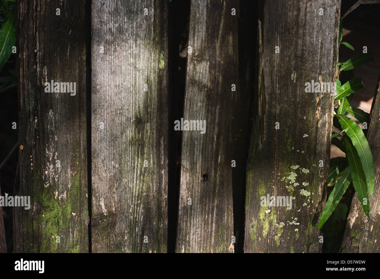 Rotten old planks hi-res stock photography and images - Alamy