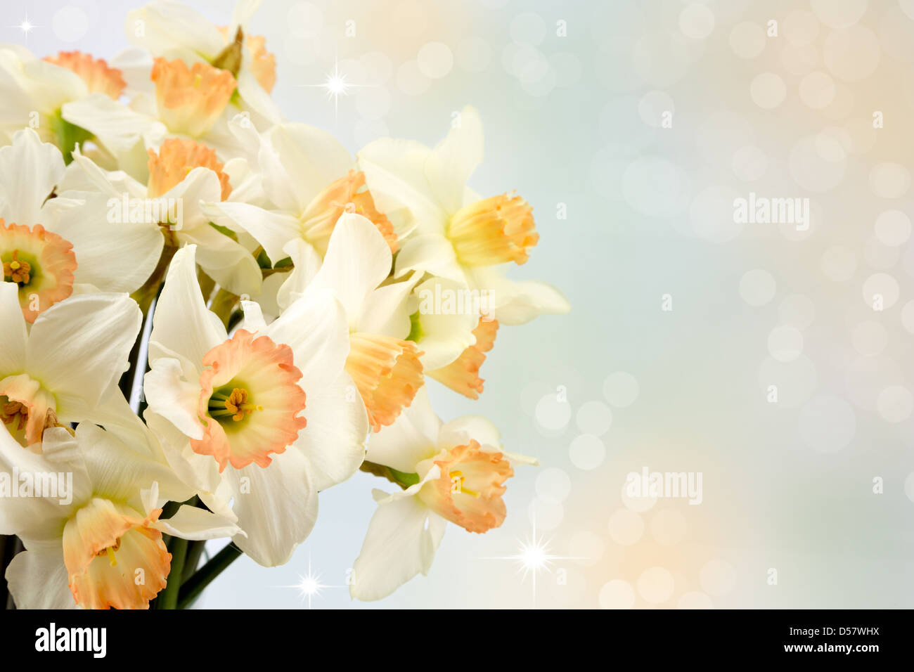 Beautiful spring daffodils Stock Photo - Alamy