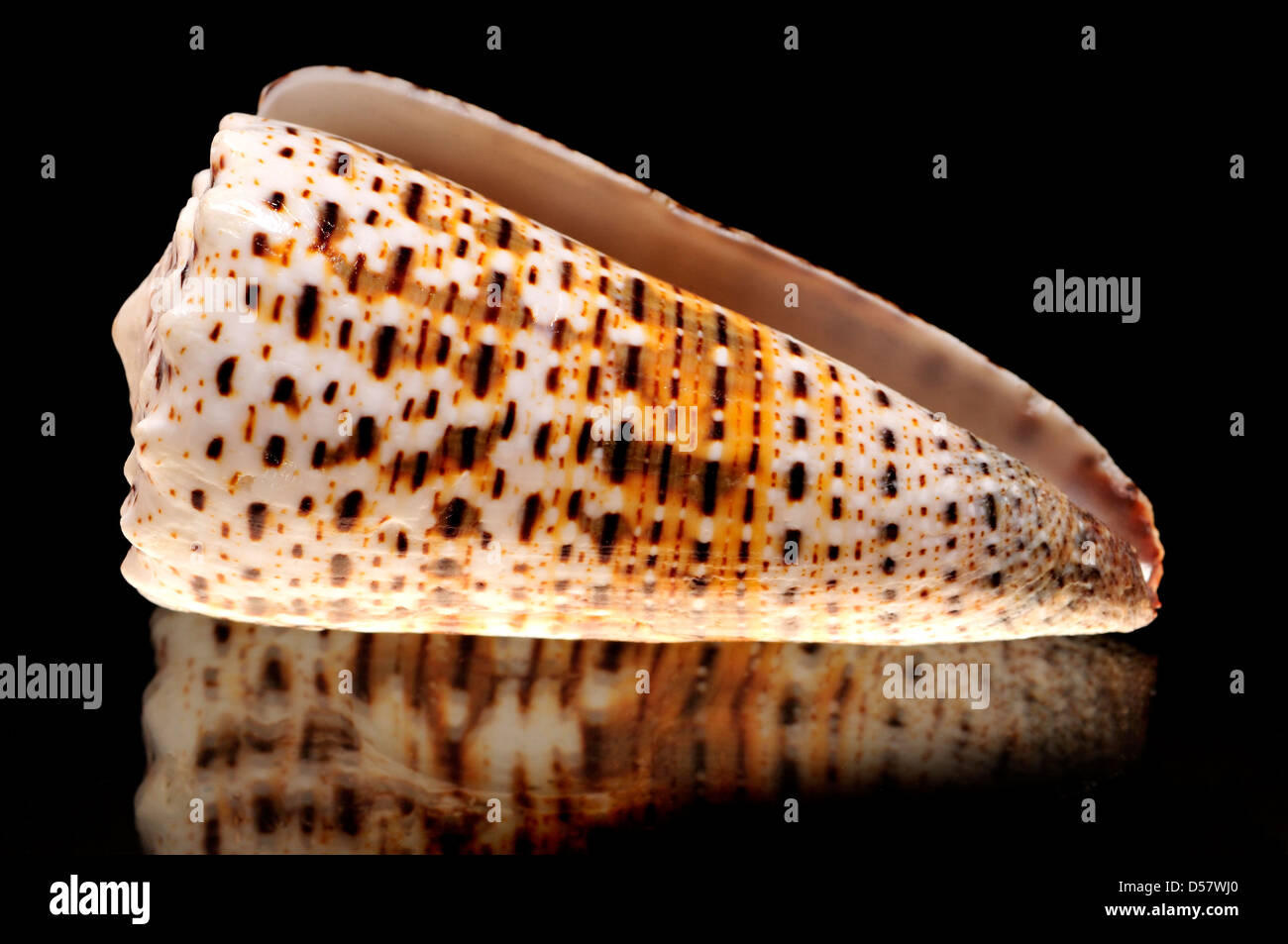 Imperial Cone shell [Conus imperialis] c7cm. Phillipines Stock Photo ...
