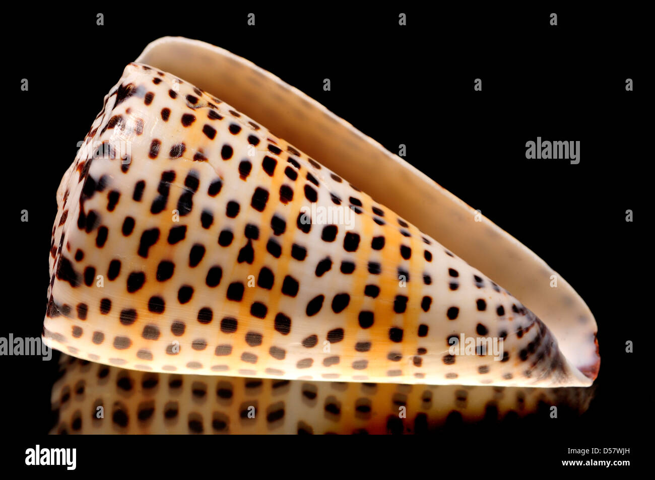 Lettered cone shell hi-res stock photography and images - Alamy