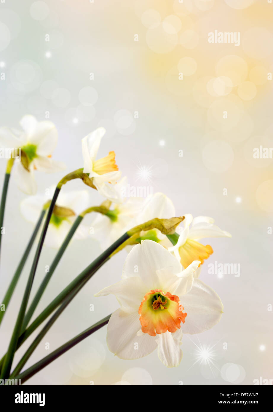 Beautiful spring daffodils Stock Photo - Alamy