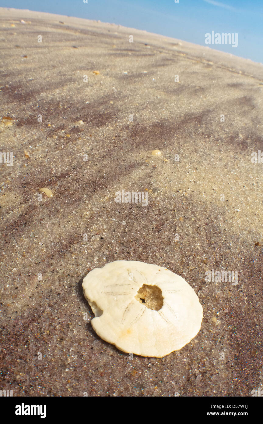 Sand Dollar on the beach Stock Photo - Alamy
