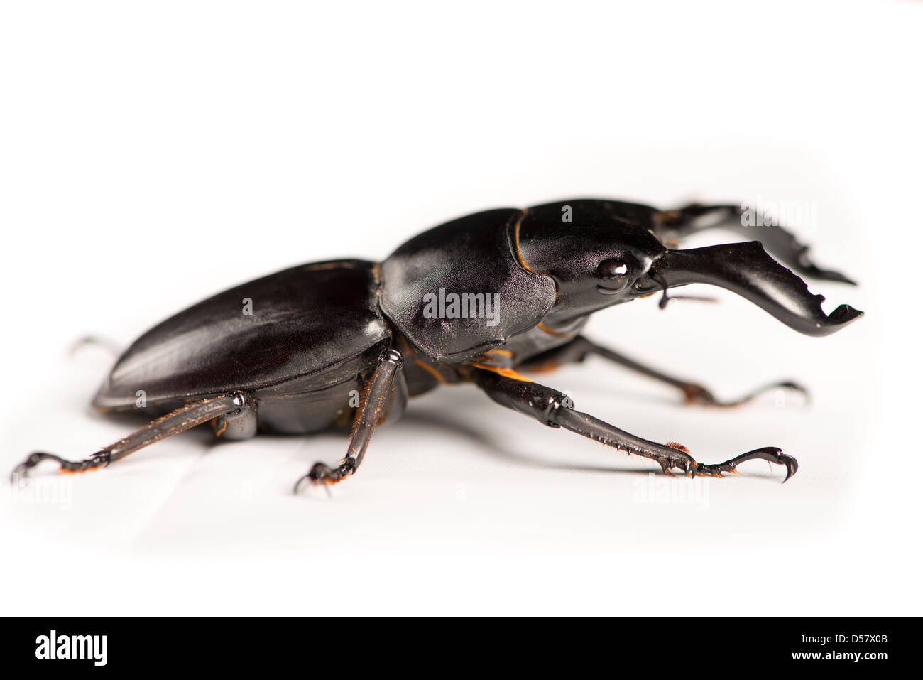 Stagg Beetle (Dorcus bucephalus) original from Indonesia Stock Photo ...