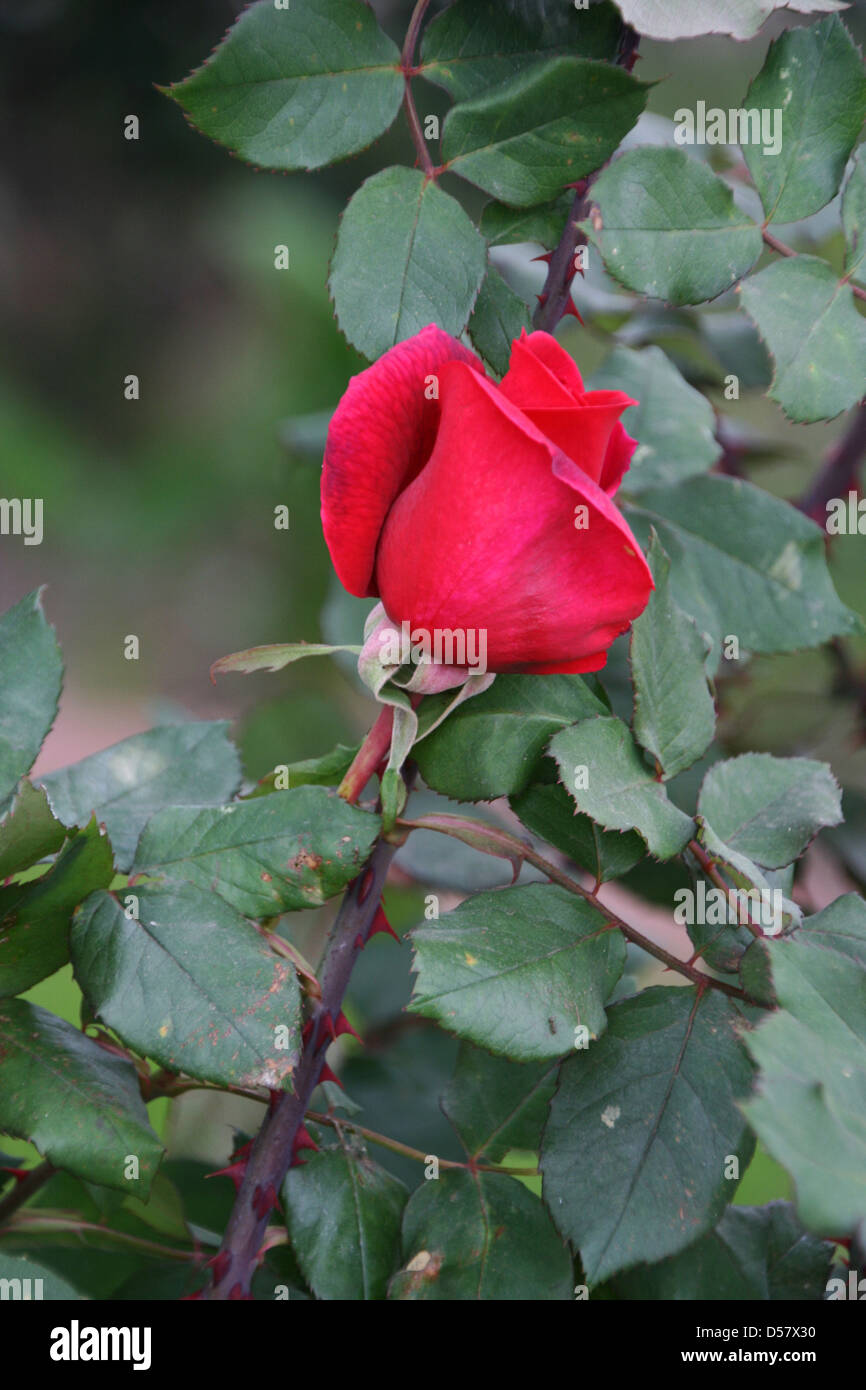 Red rose in half bloom Stock Photo - Alamy
