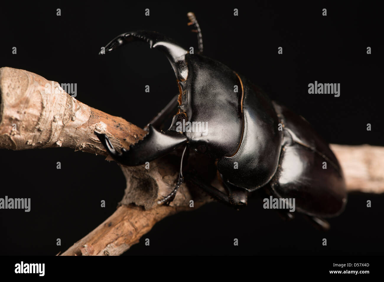 Stagg Beetle (Dorcus bucephalus) original from Indonesia Stock Photo ...
