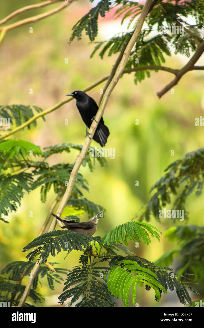 Black Bird in Tree Stock Photo - Alamy