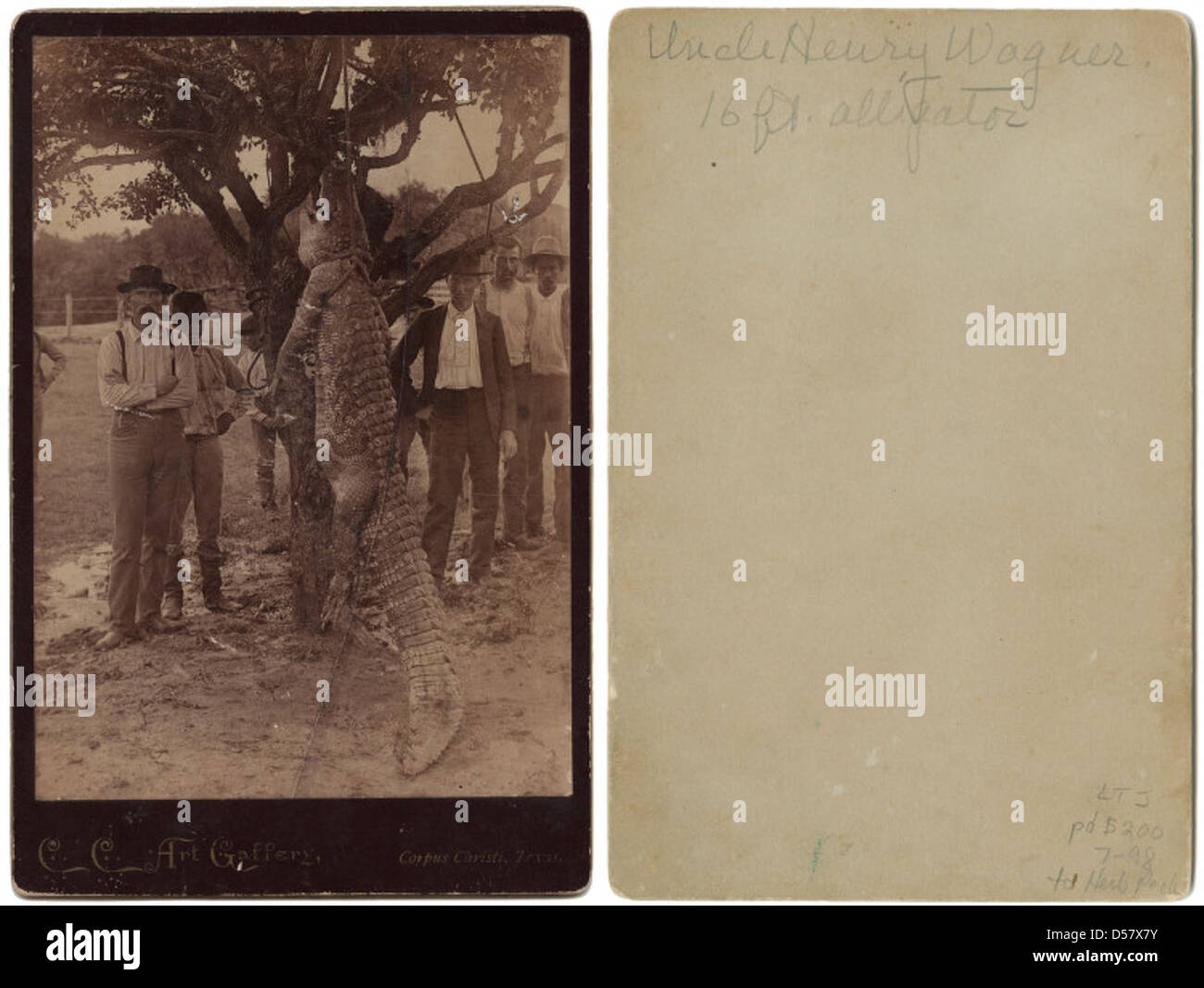 A historical photograph showing men with a 16-foot alligator hanging ...