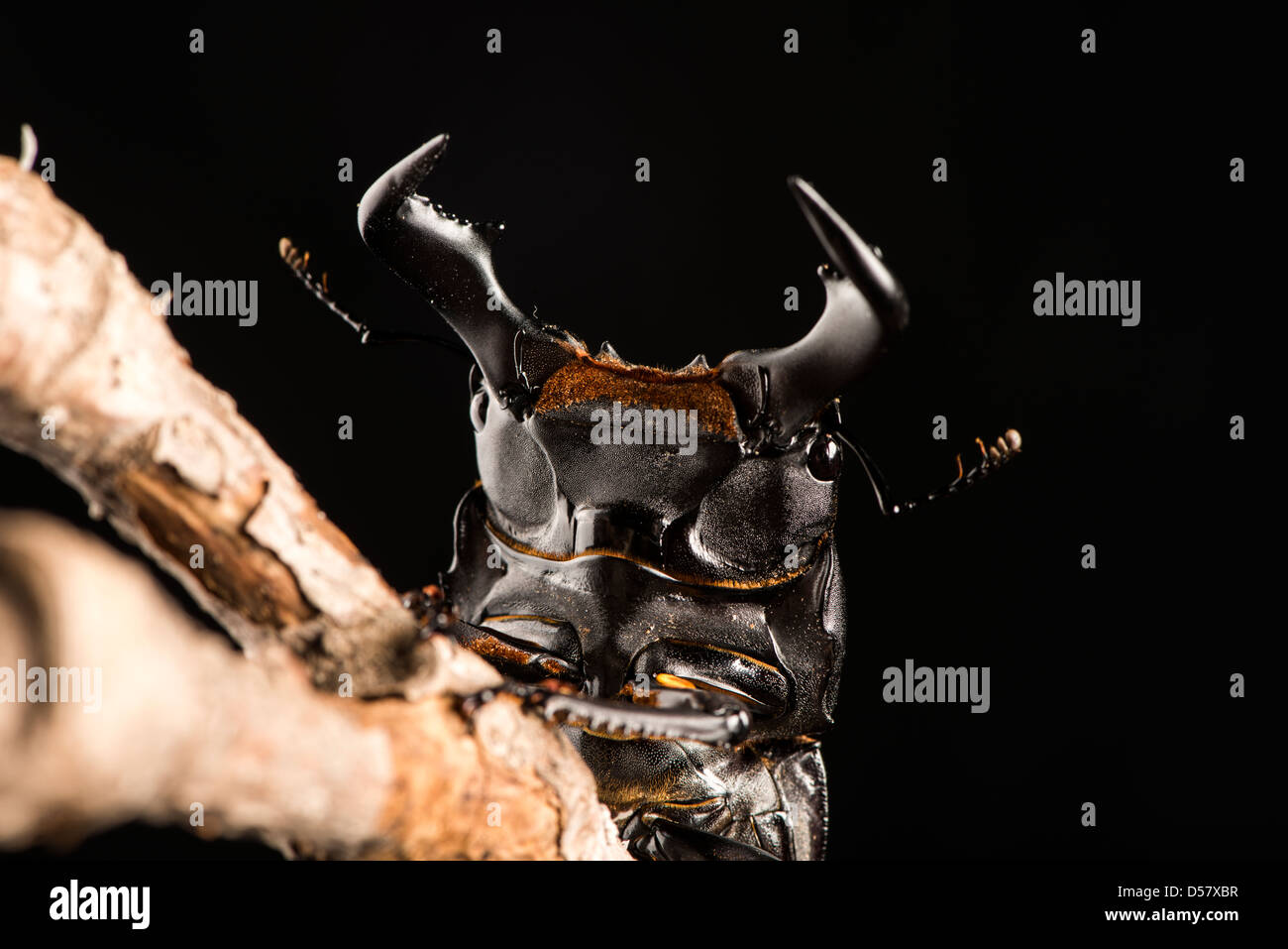 Stagg Beetle (Dorcus bucephalus) original from Indonesia Stock Photo ...