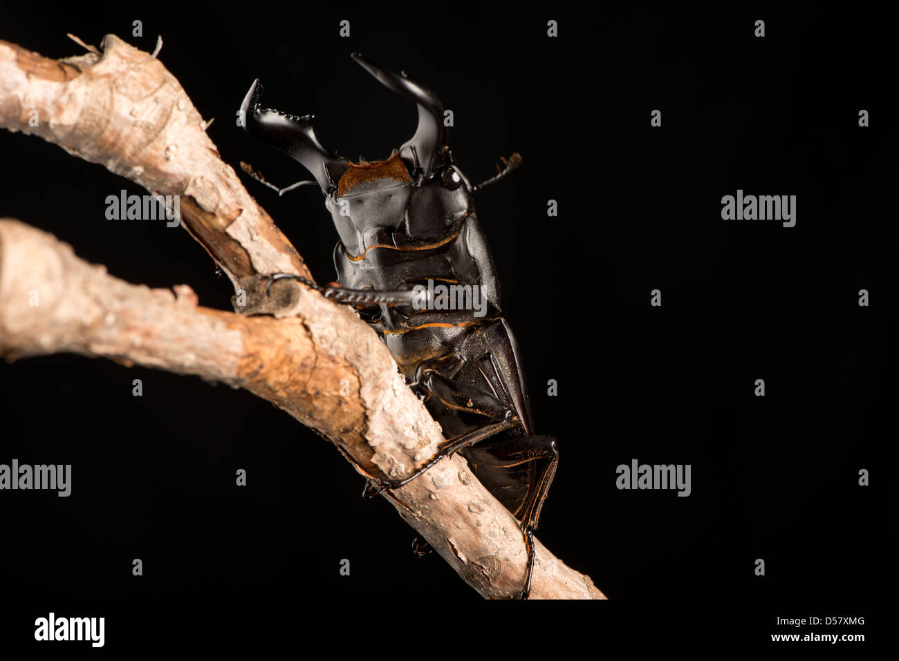 Dorcus Bucephalus High Resolution Stock Photography and Images - Alamy