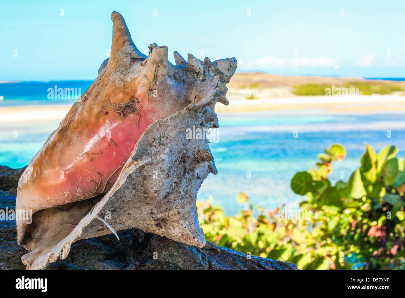 Seashell in Caribbean Stock Photo - Alamy