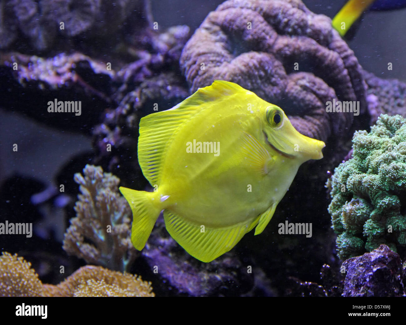 beautiful and bright tropical fish swimming in an aquarium Stock Photo ...