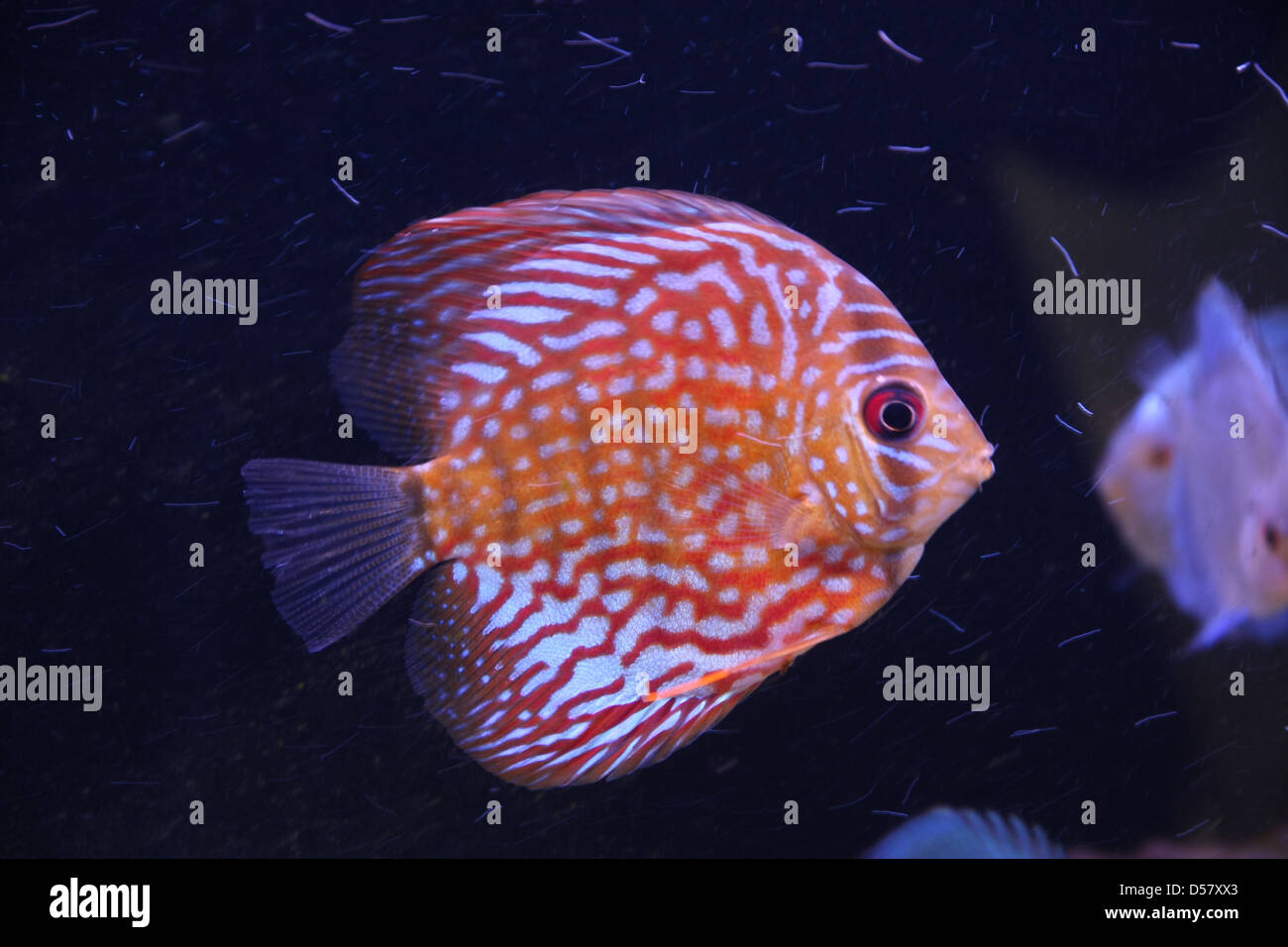 Pet store fish hi-res stock photography and images - Alamy