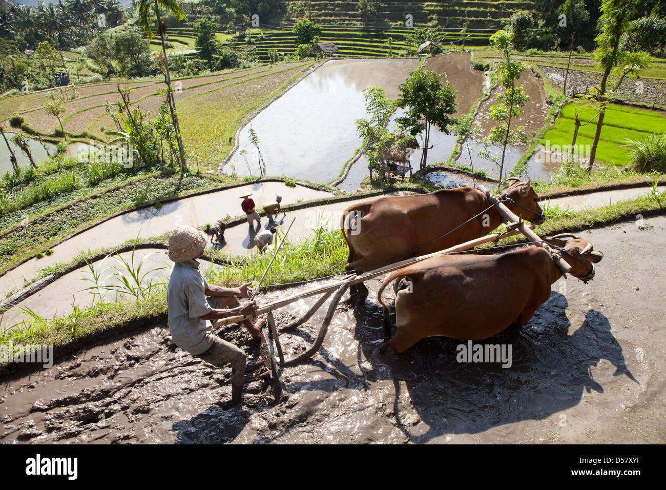 Bali Farmer ploughing Rice Field Stock Photo - Alamy