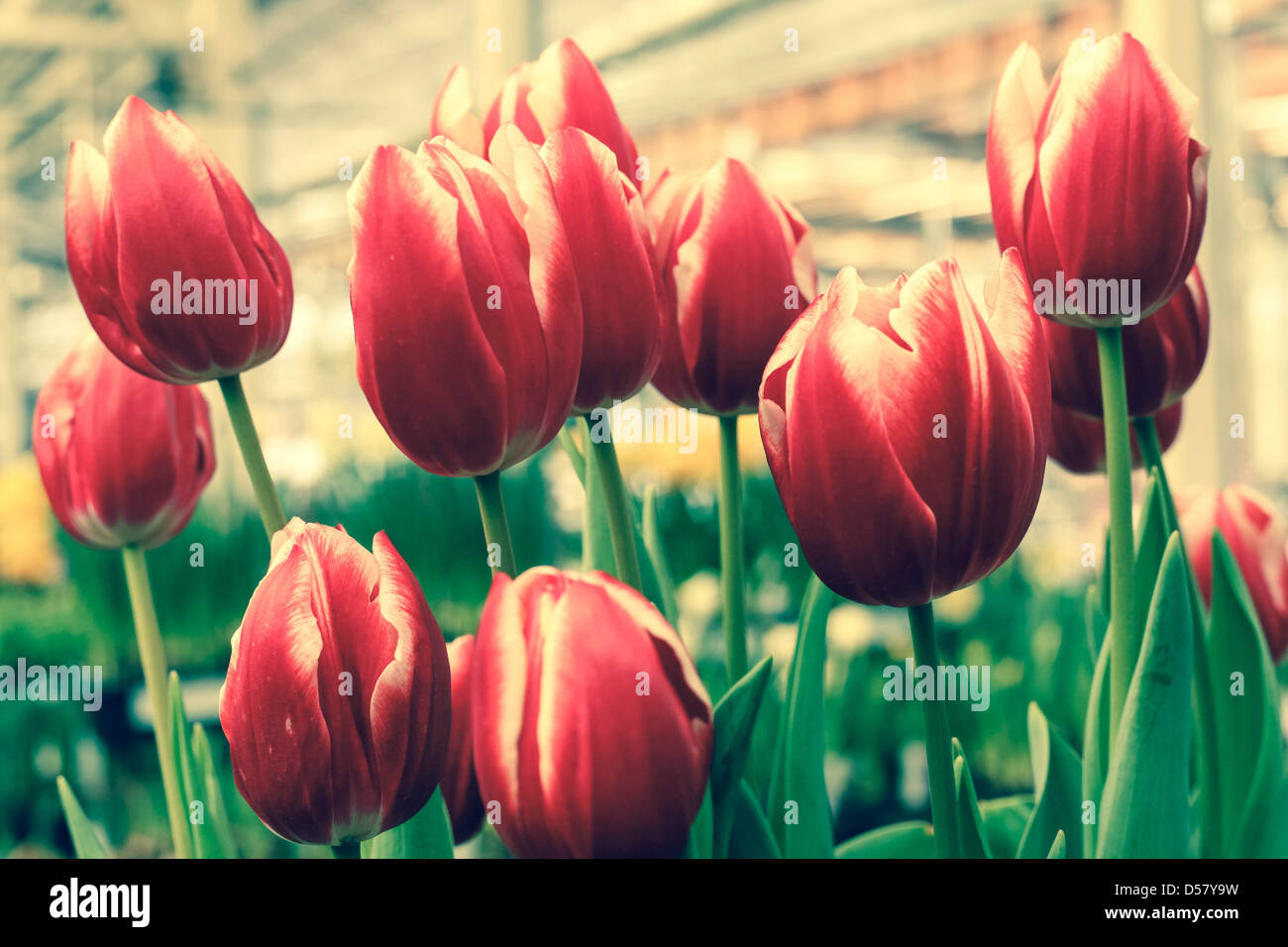 Tulips in Spring Stock Photo - Alamy