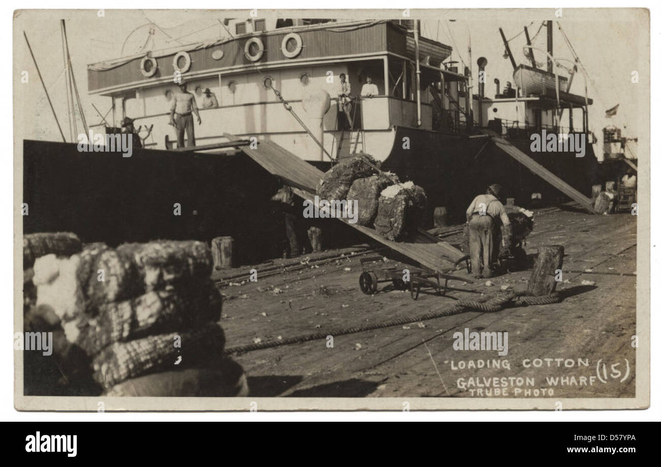 Workers are seen loading cotton onto ships at the Galveston Wharf in ...